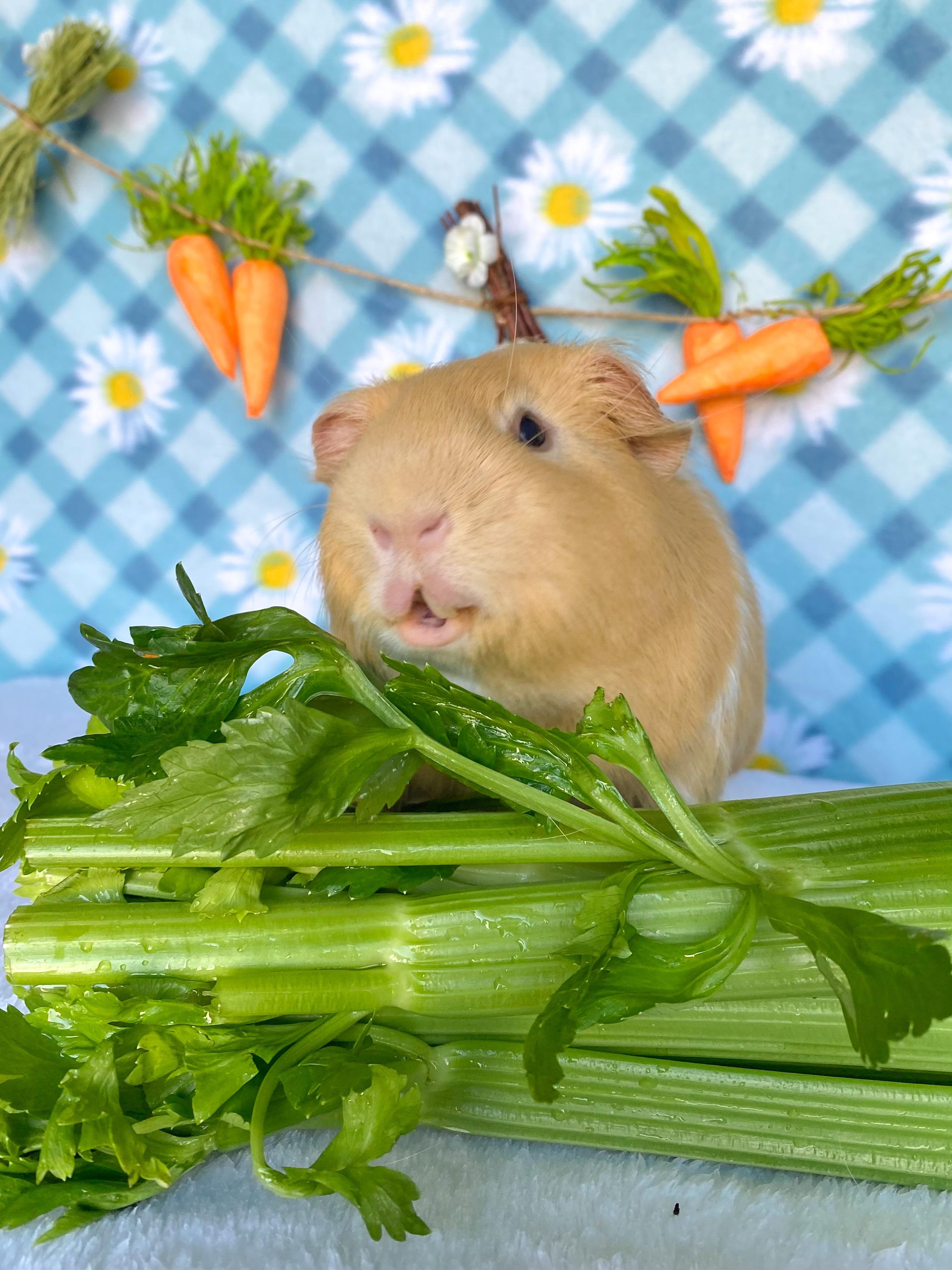 Happy guinea pig appreciation day from pooh bear! he would appreciate some more alone time with ...