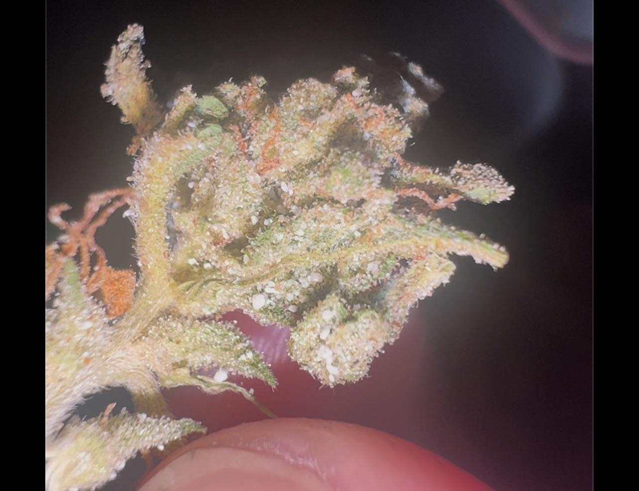 Is this mold? | Scrolller