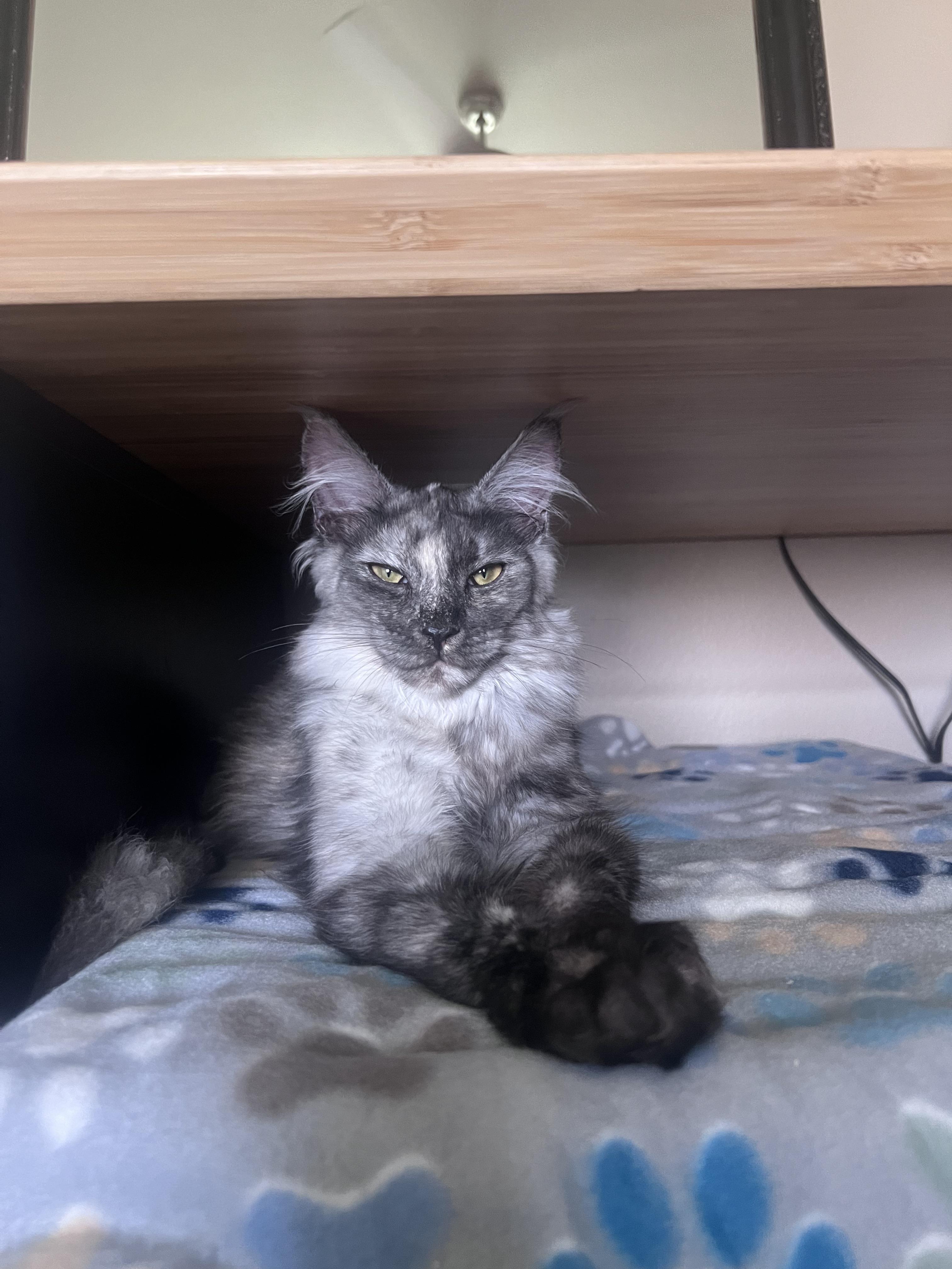 Two new babies | Scrolller