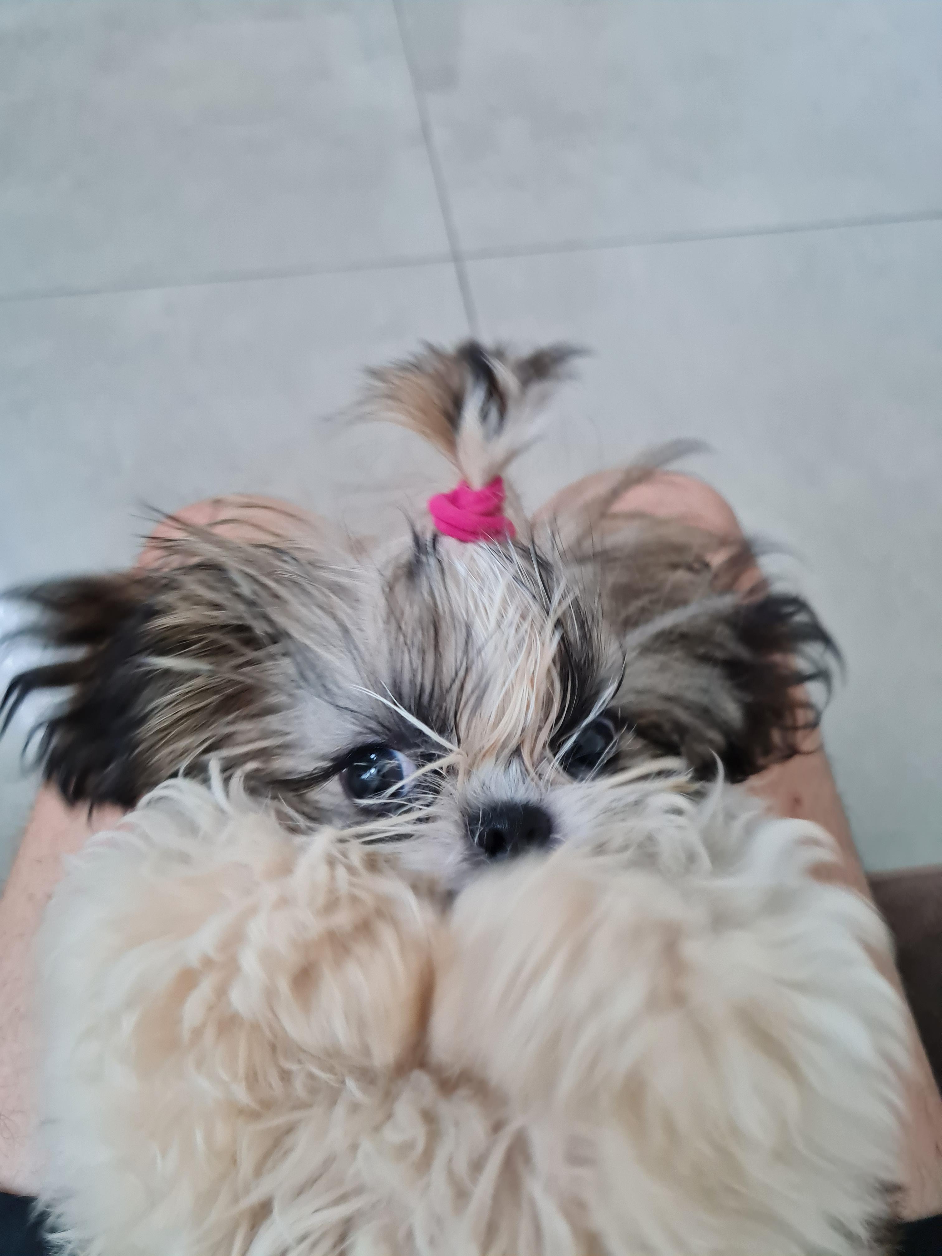 [OC] Little pineapple | Scrolller