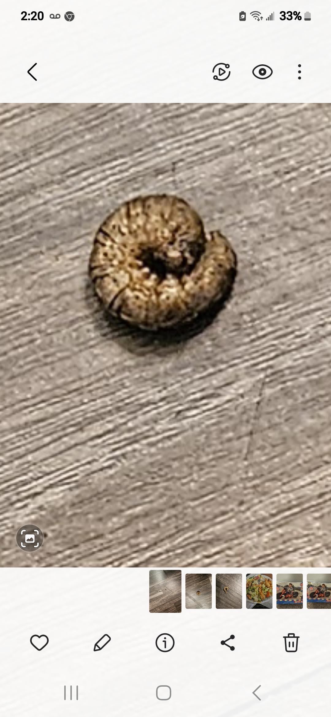 What are these worms? | Scrolller