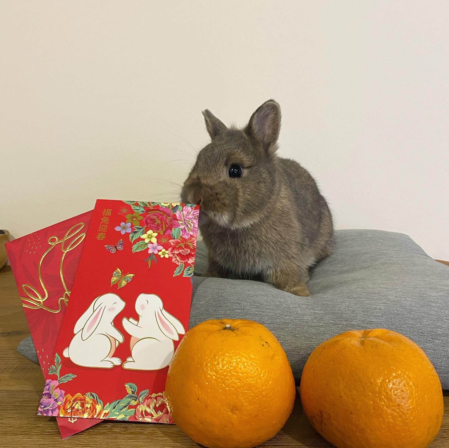 Happy late Lunar New Year from Teemo and Lulu | Scrolller