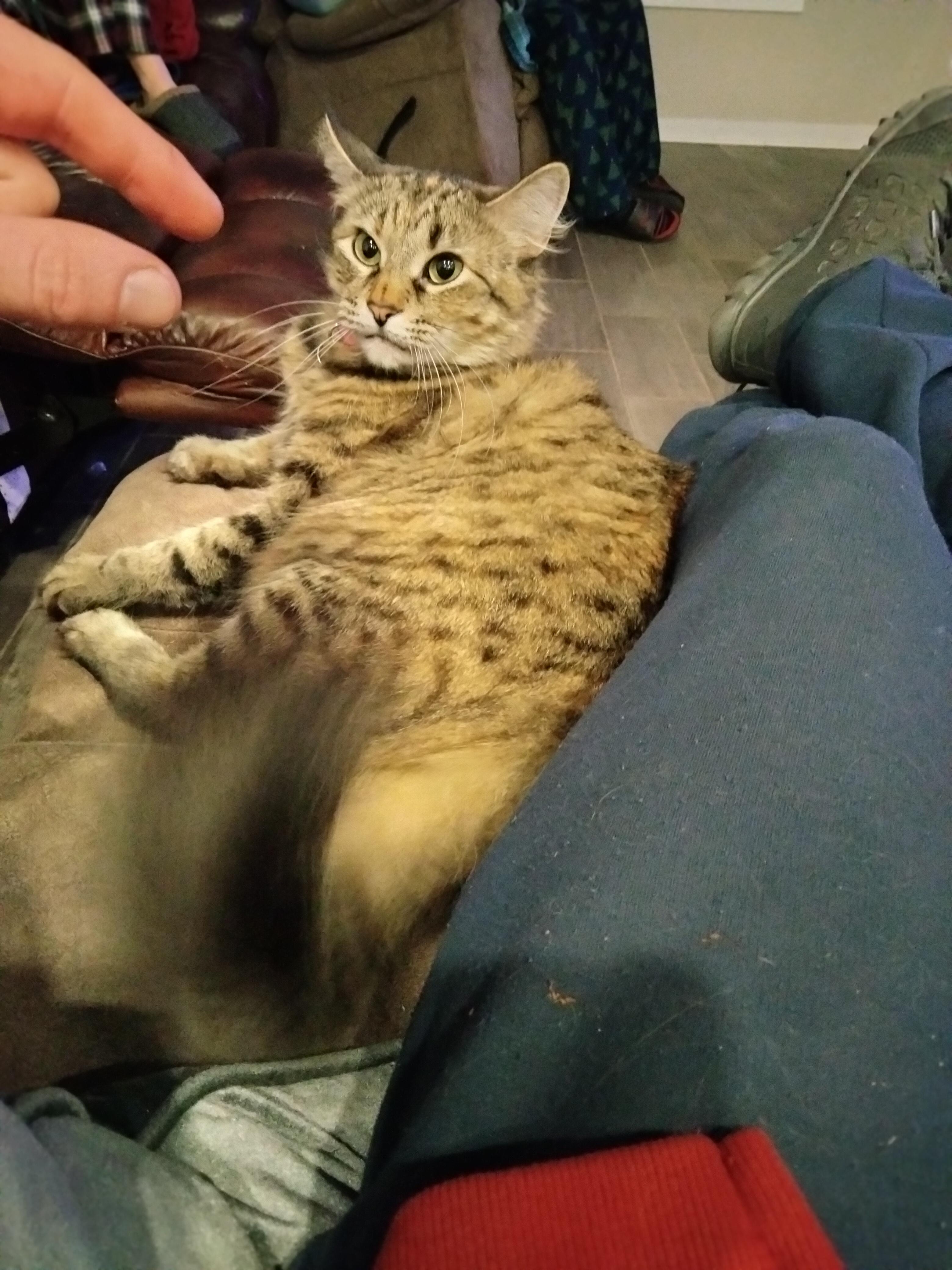 Floof under attack | Scrolller