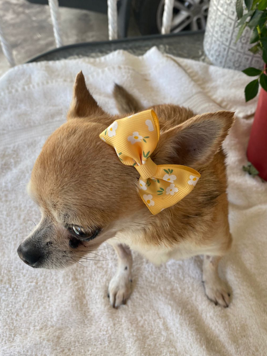 My little old lady (Coco) would like to show you all her favourite ways to style her bow ...