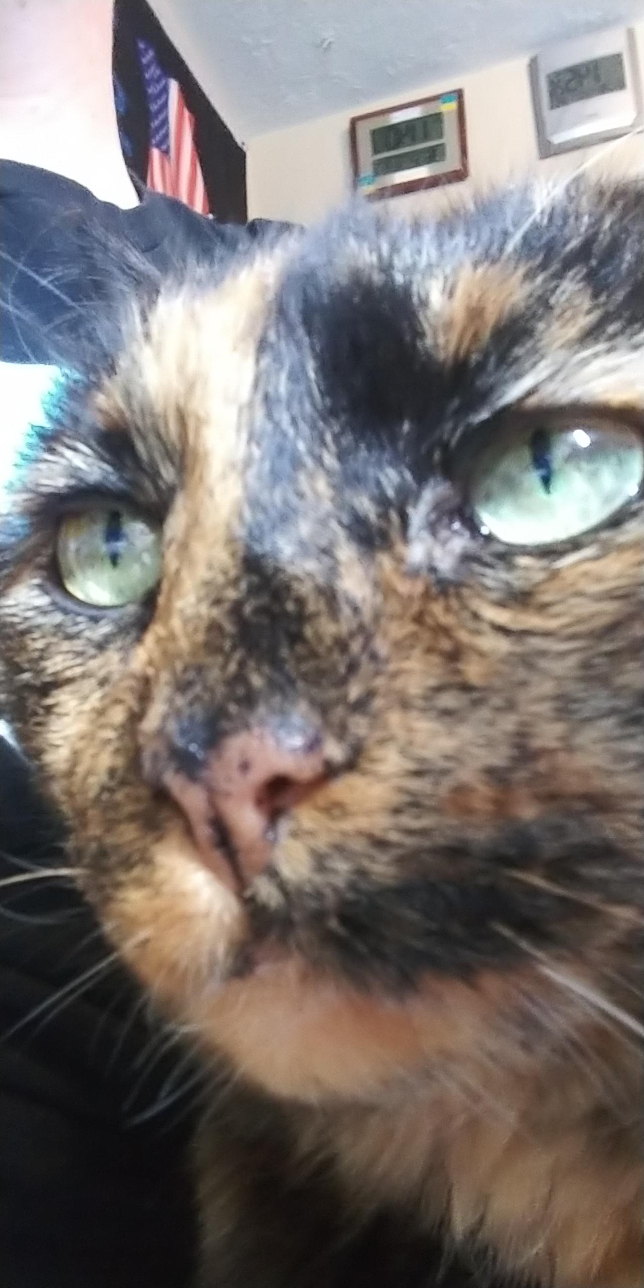 Little Bear | Scrolller