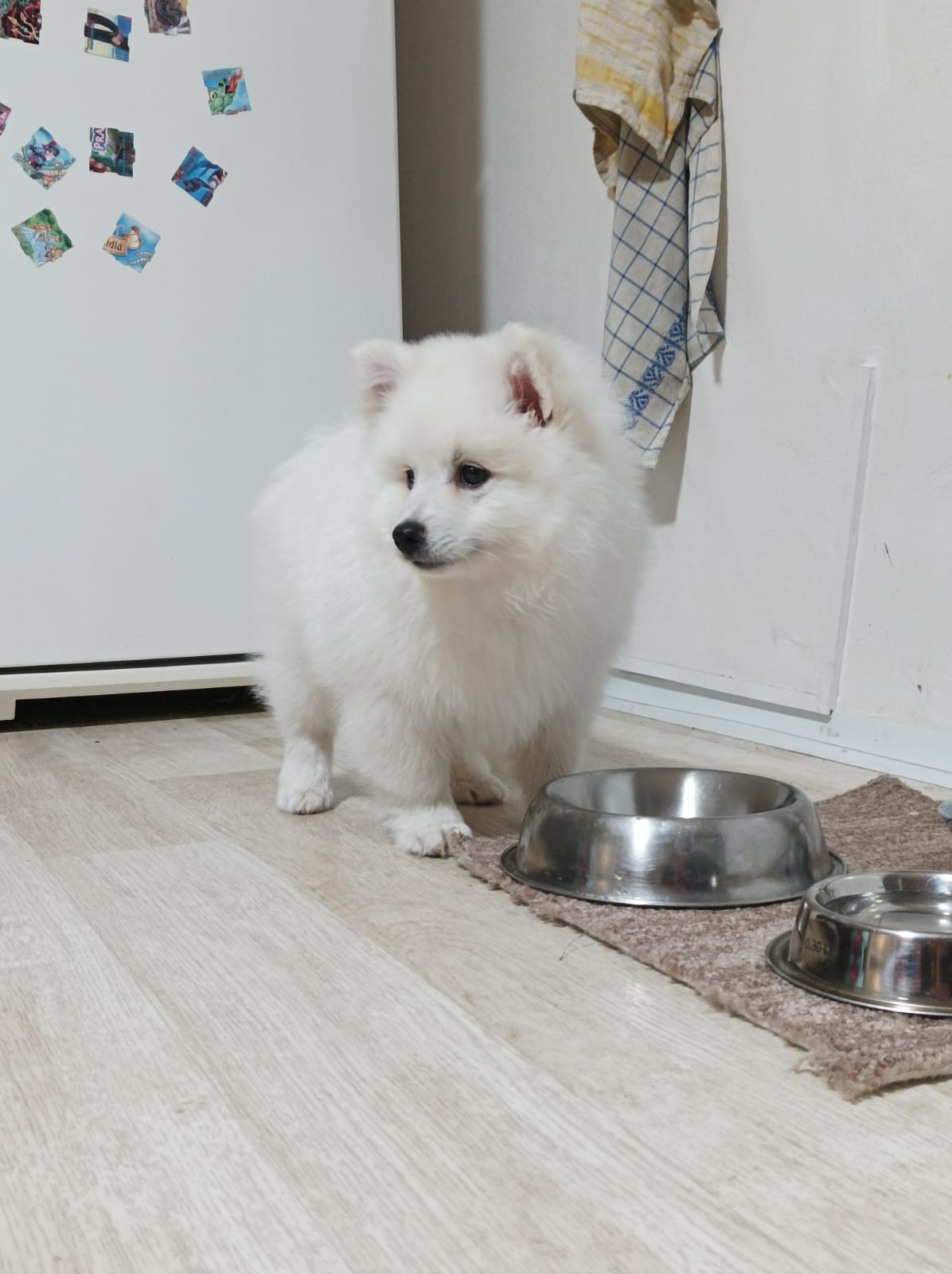 (OC) little puppy | Scrolller