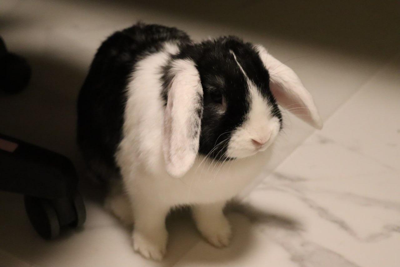 Discover more like Rabbits: What breed is my bunny? and Related Content | Scrolller