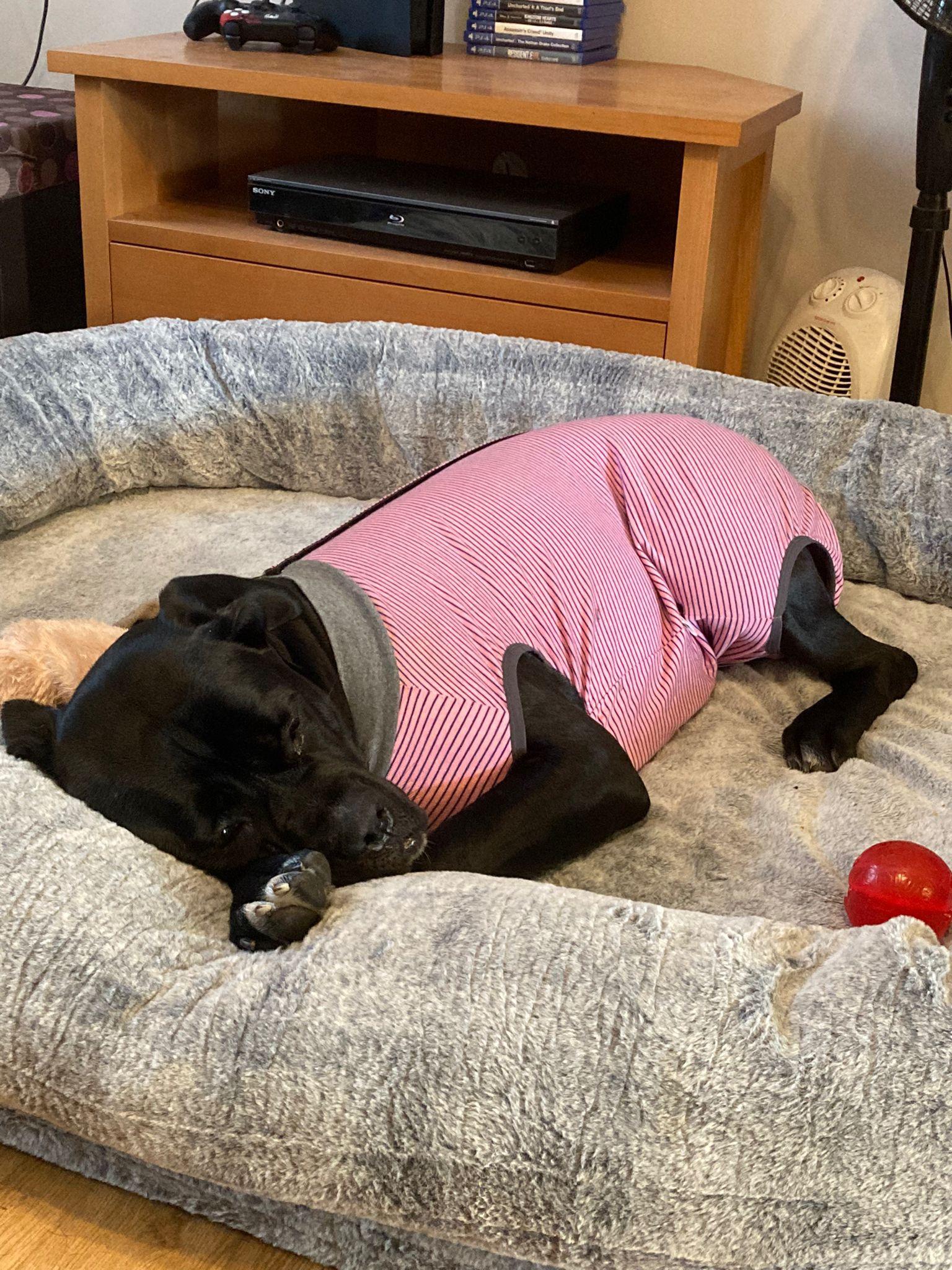 Luna (1F) has just been spayed and isnt happy at all. | Scrolller