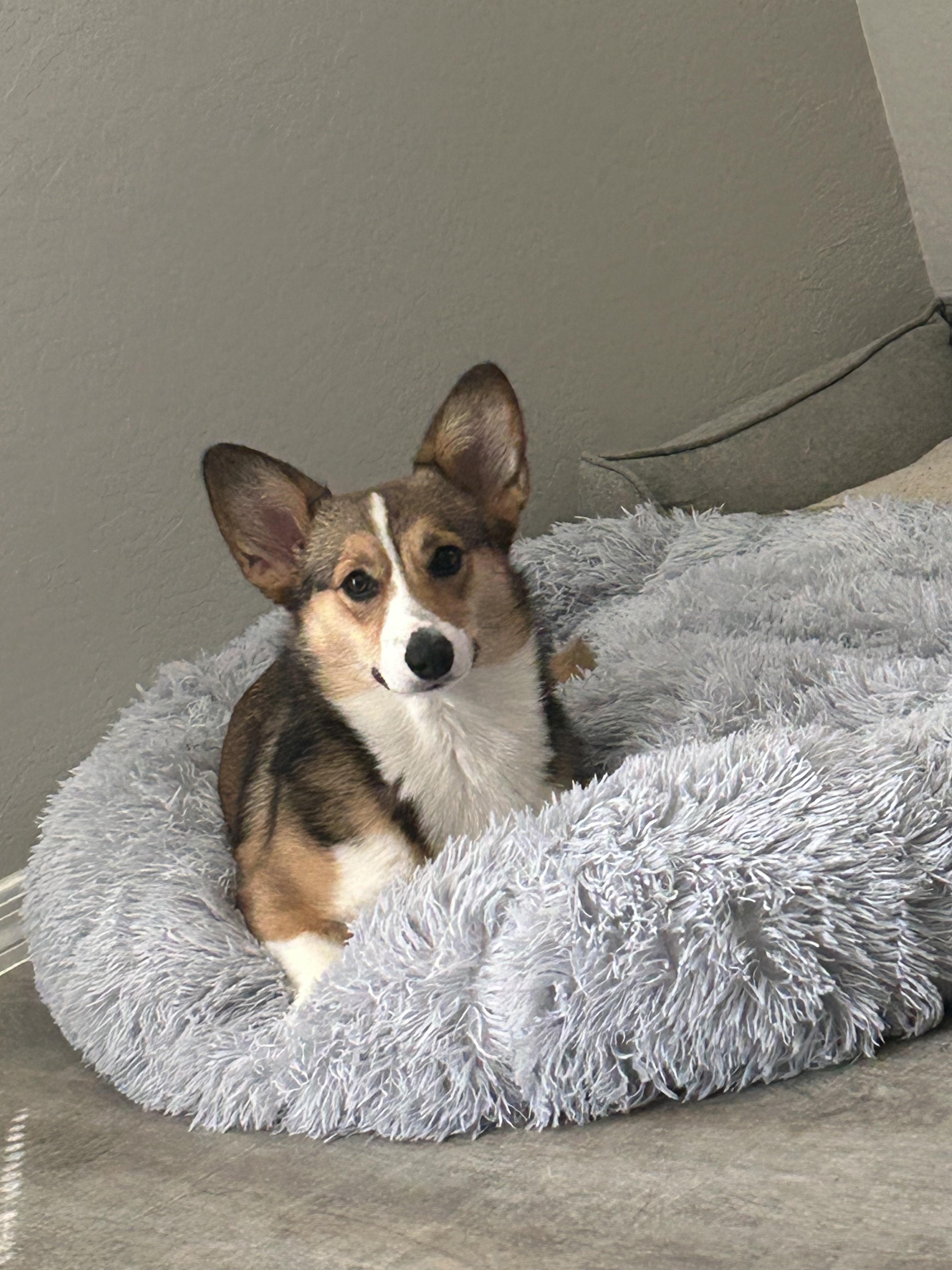 Discover more like Corgi: Miss Foxy #corgi and Related Content | Scrolller