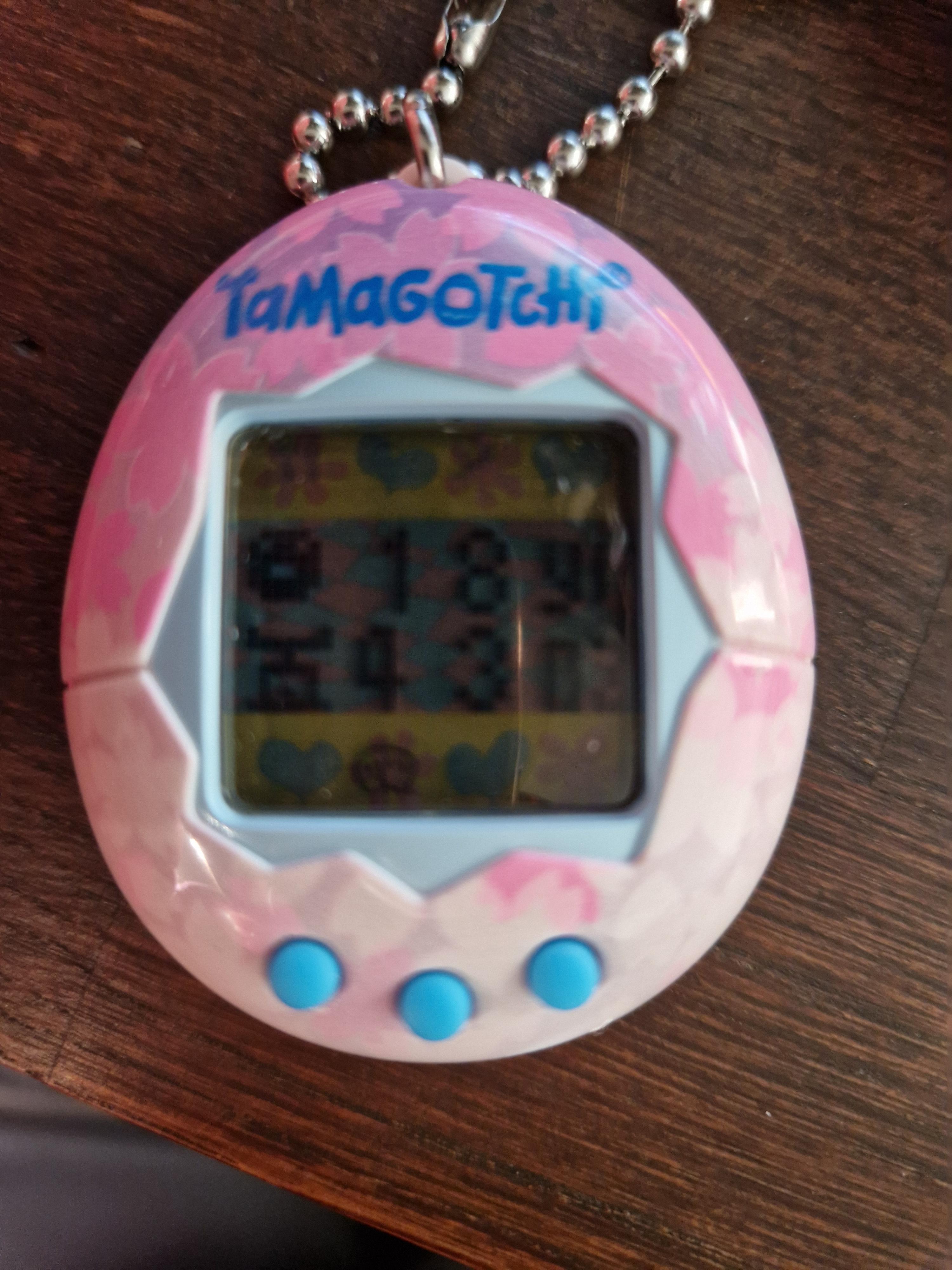 Uodate on my accidental dual Mametchi | Scrolller