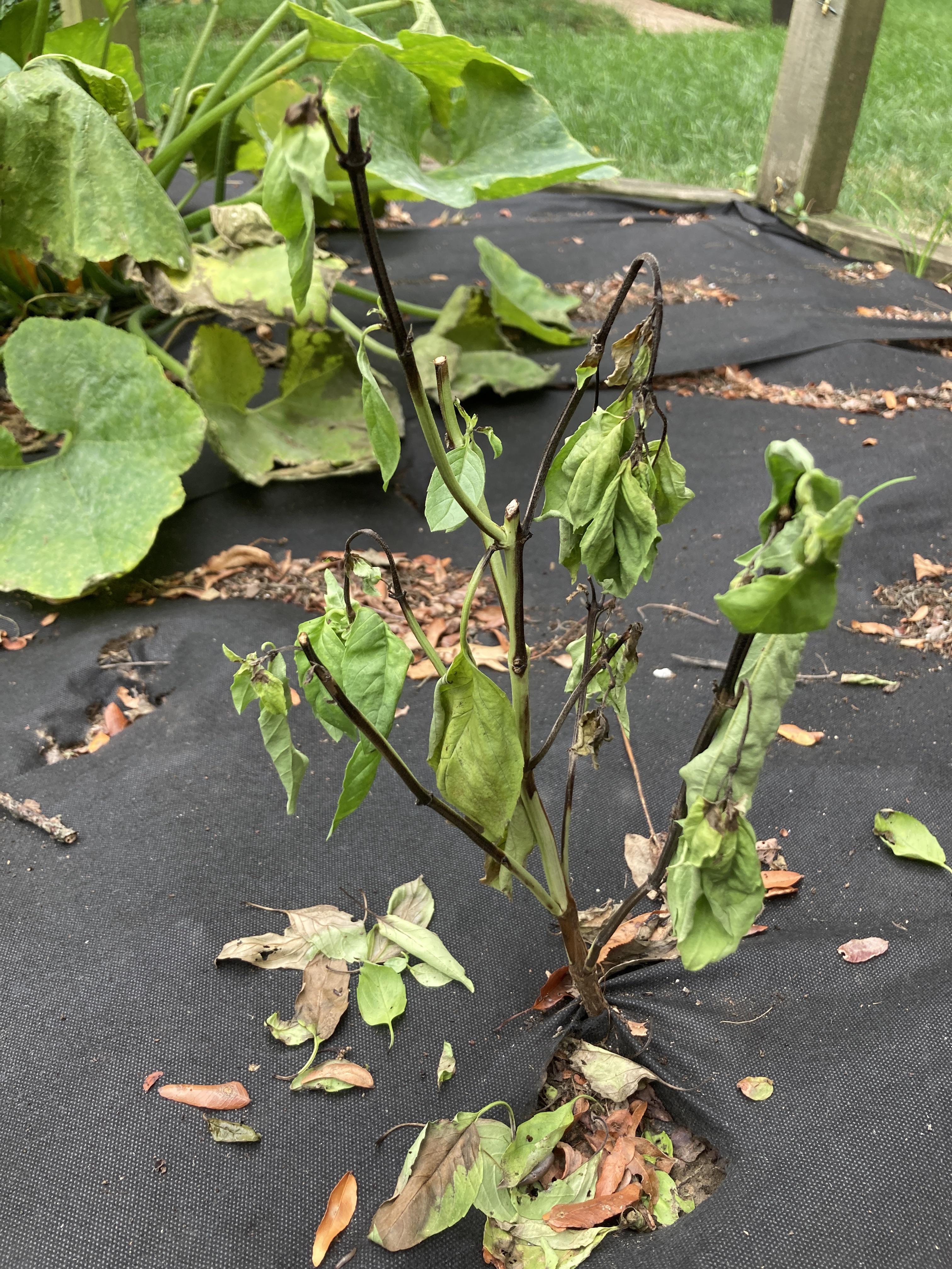 What the heck happened to my basil? | Scrolller