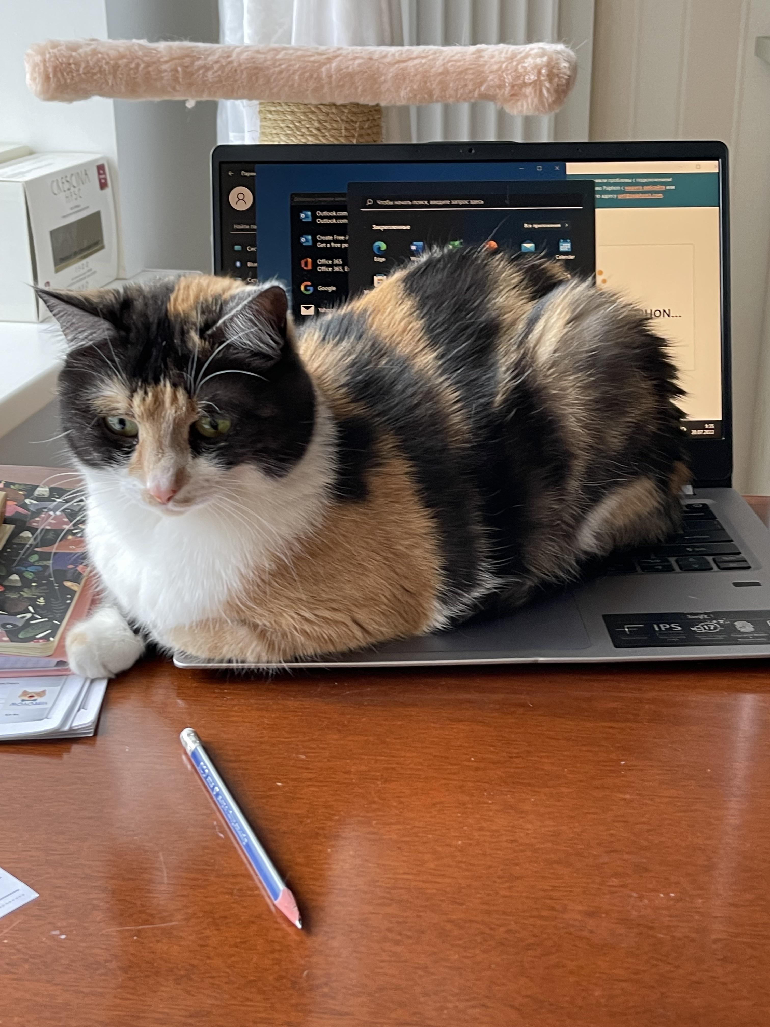 Loafing on the PC | Scrolller