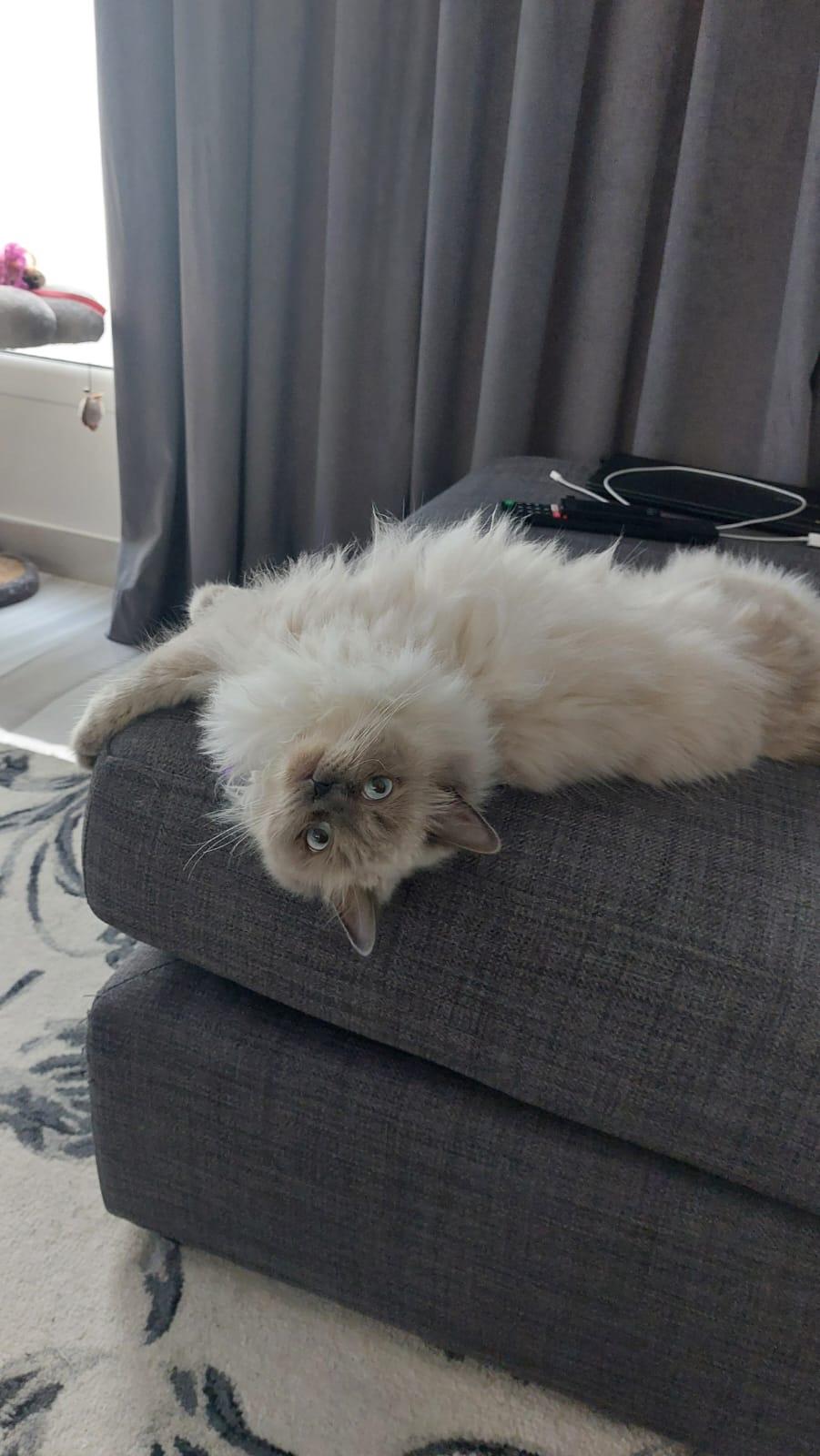 Fluffy Hendrix’s Bear | Scrolller