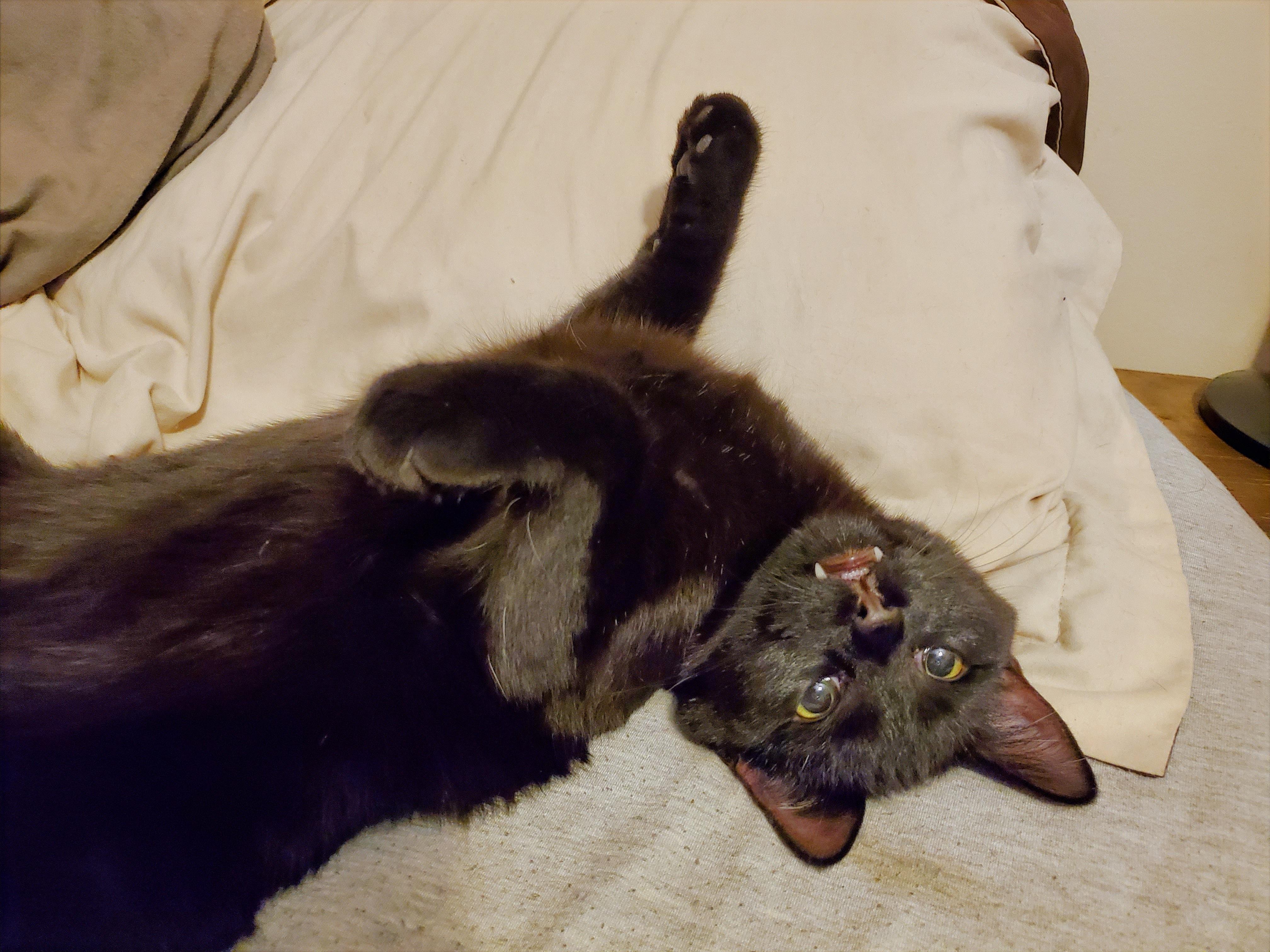 Bruce, my void child | Scrolller