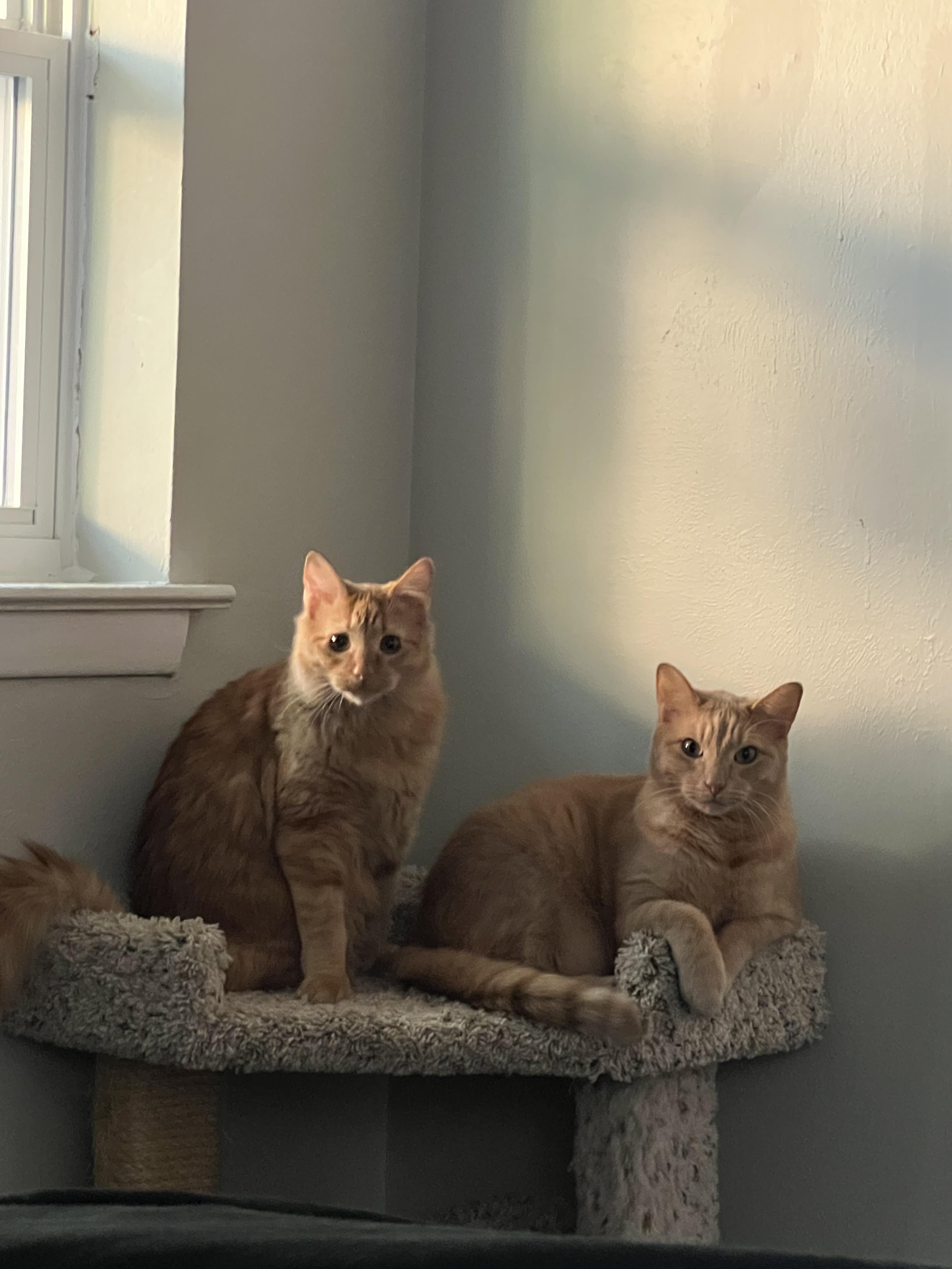 Teddy and Archie | Scrolller