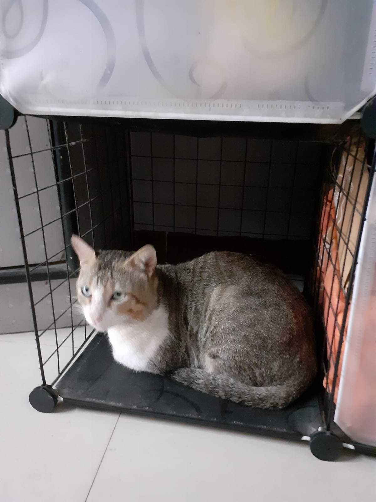 [OC] random stray cat comes up with me to my apartment to sleep. I want to name him. | Scrolller