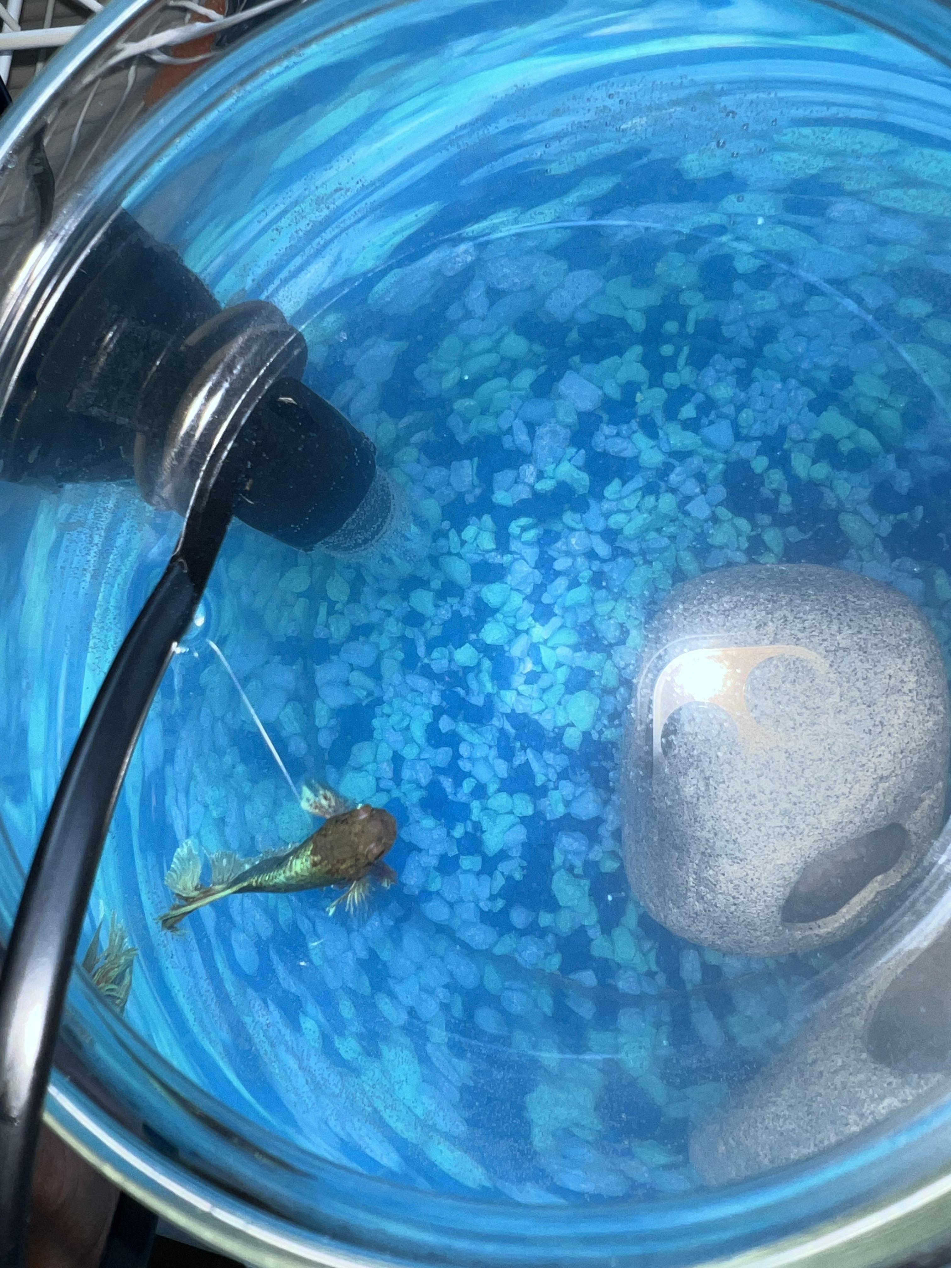 Healthy? | Scrolller