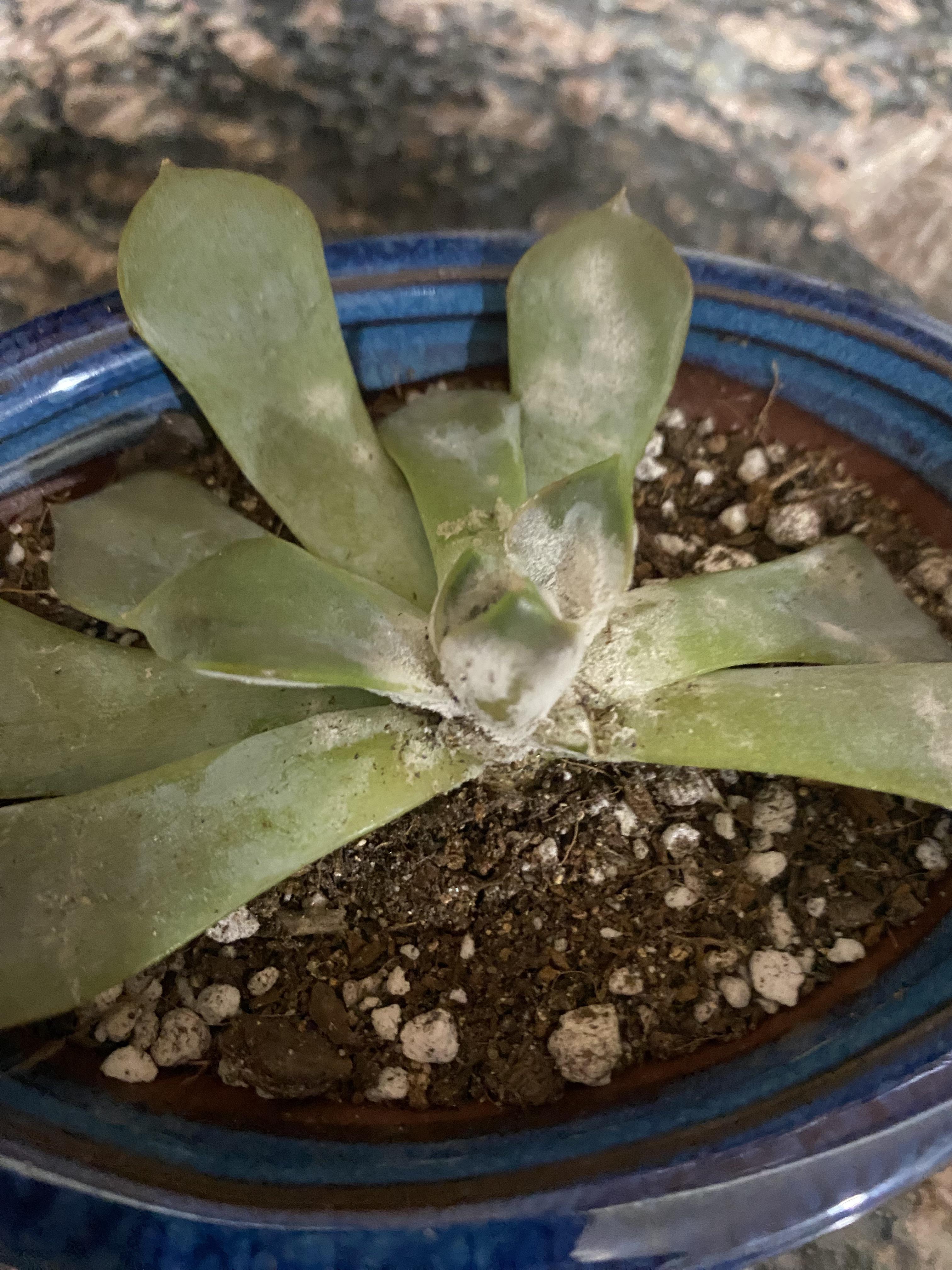 Powdery mildew? | Scrolller