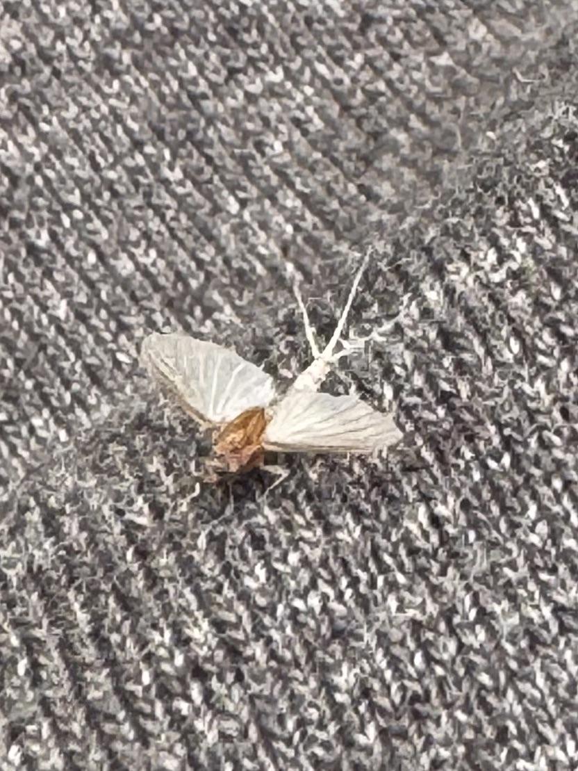 Help identifying! | Scrolller