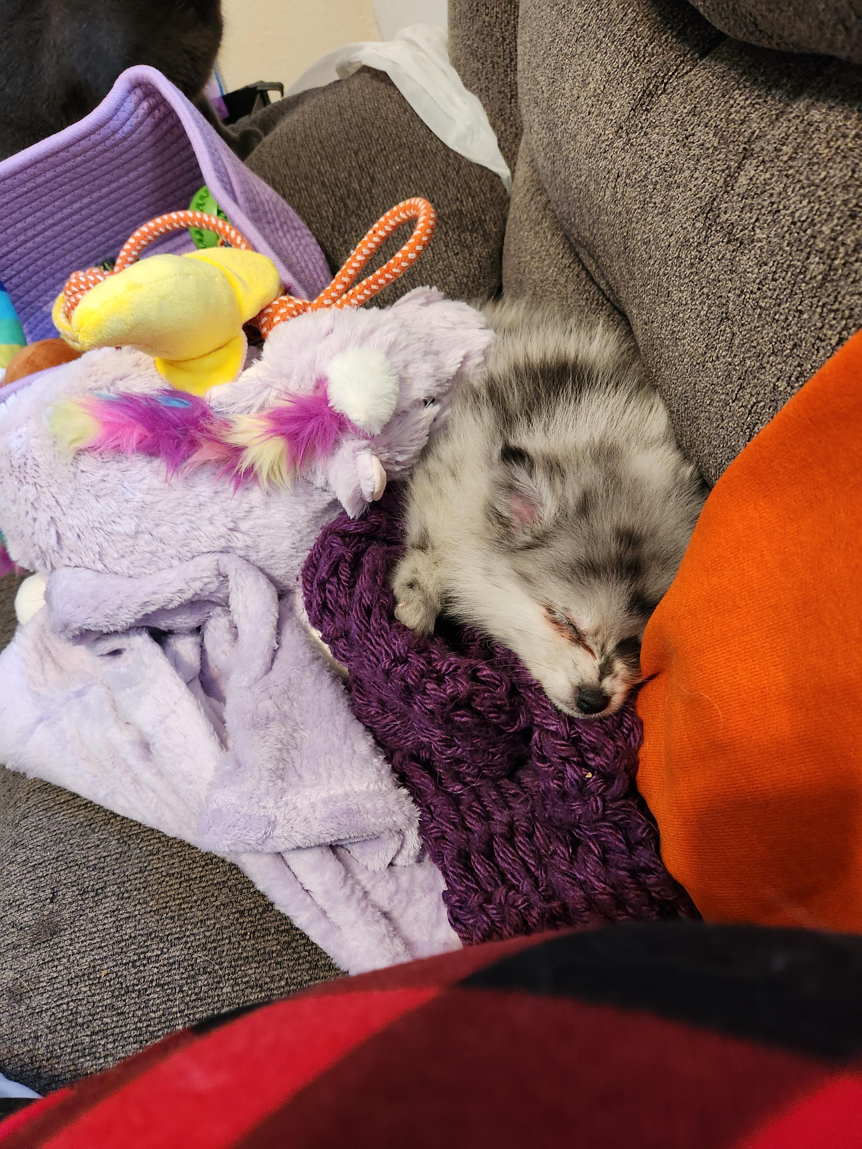 Meet Valkyrie | Scrolller