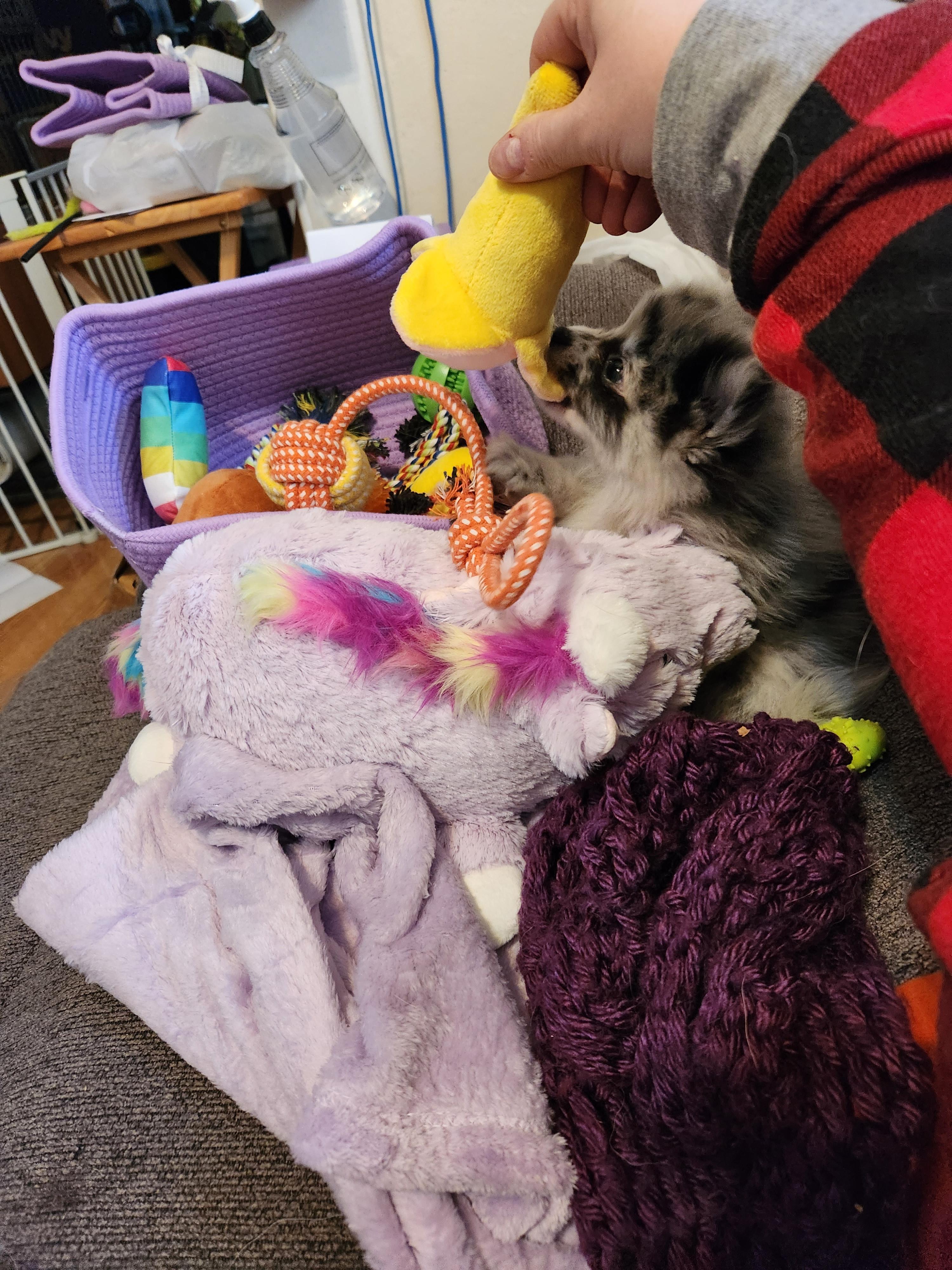 Meet Valkyrie | Scrolller