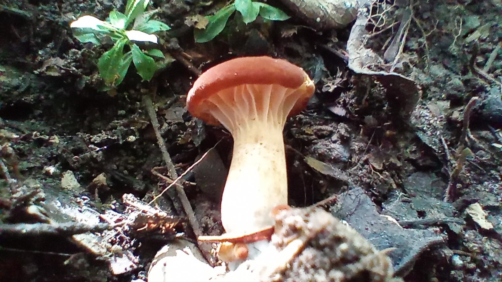 Help with ID | Scrolller