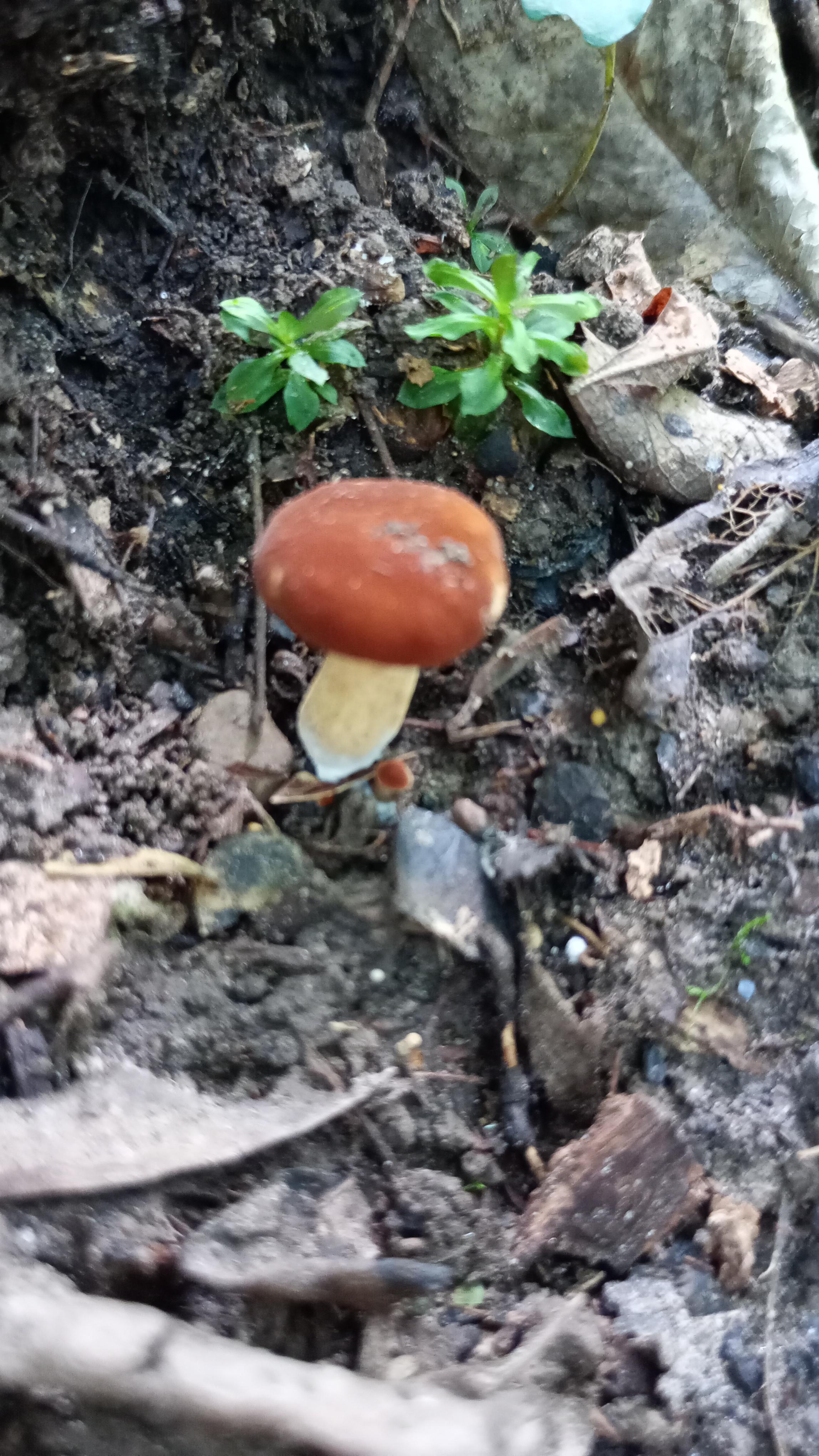 Help with ID | Scrolller