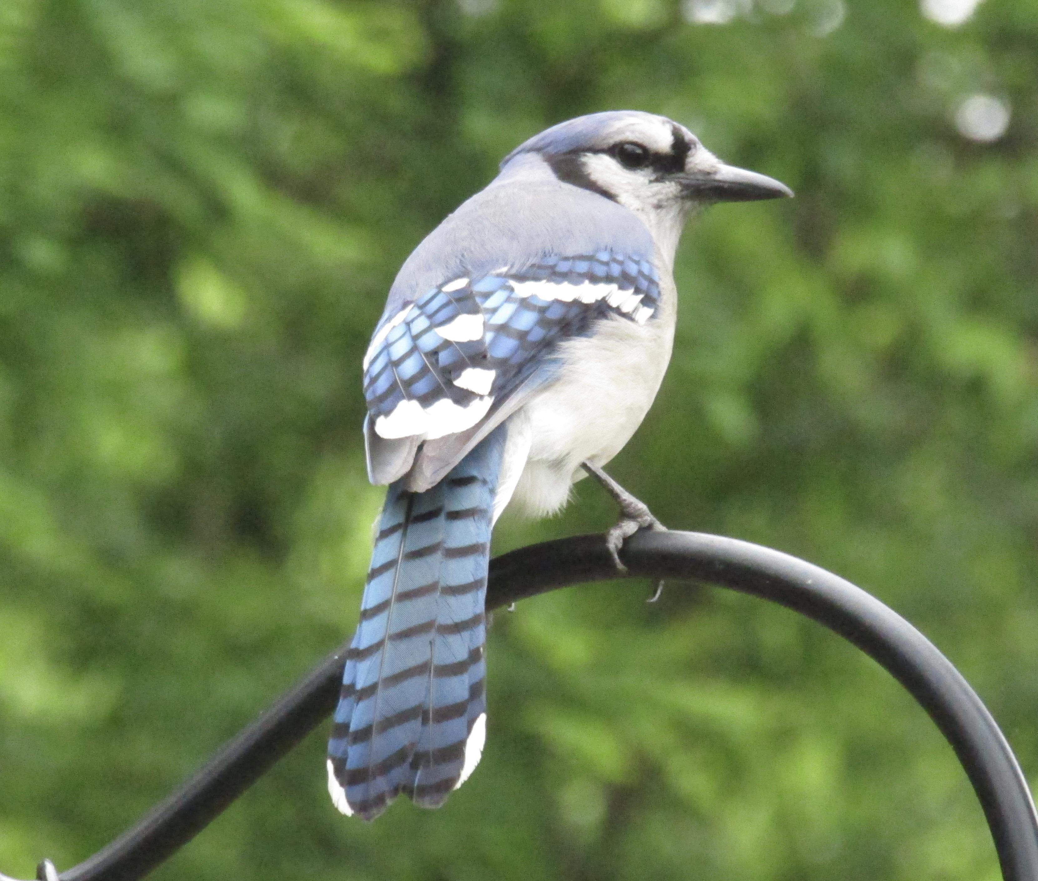 Blue jay posing for a pic or two, eastern central Ohio | Scrolller