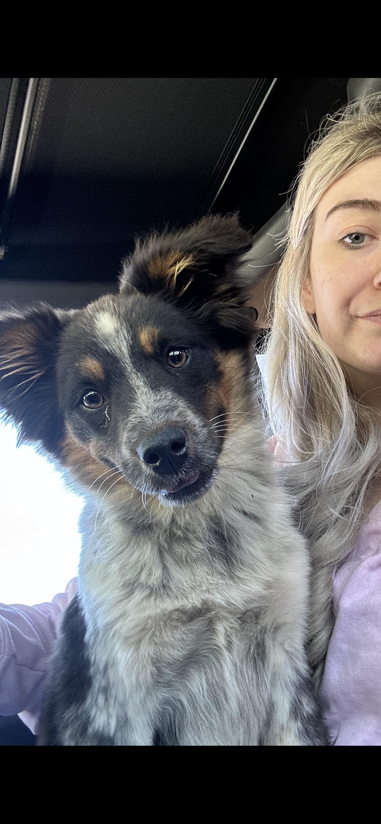 Rescue Puppy | Scrolller