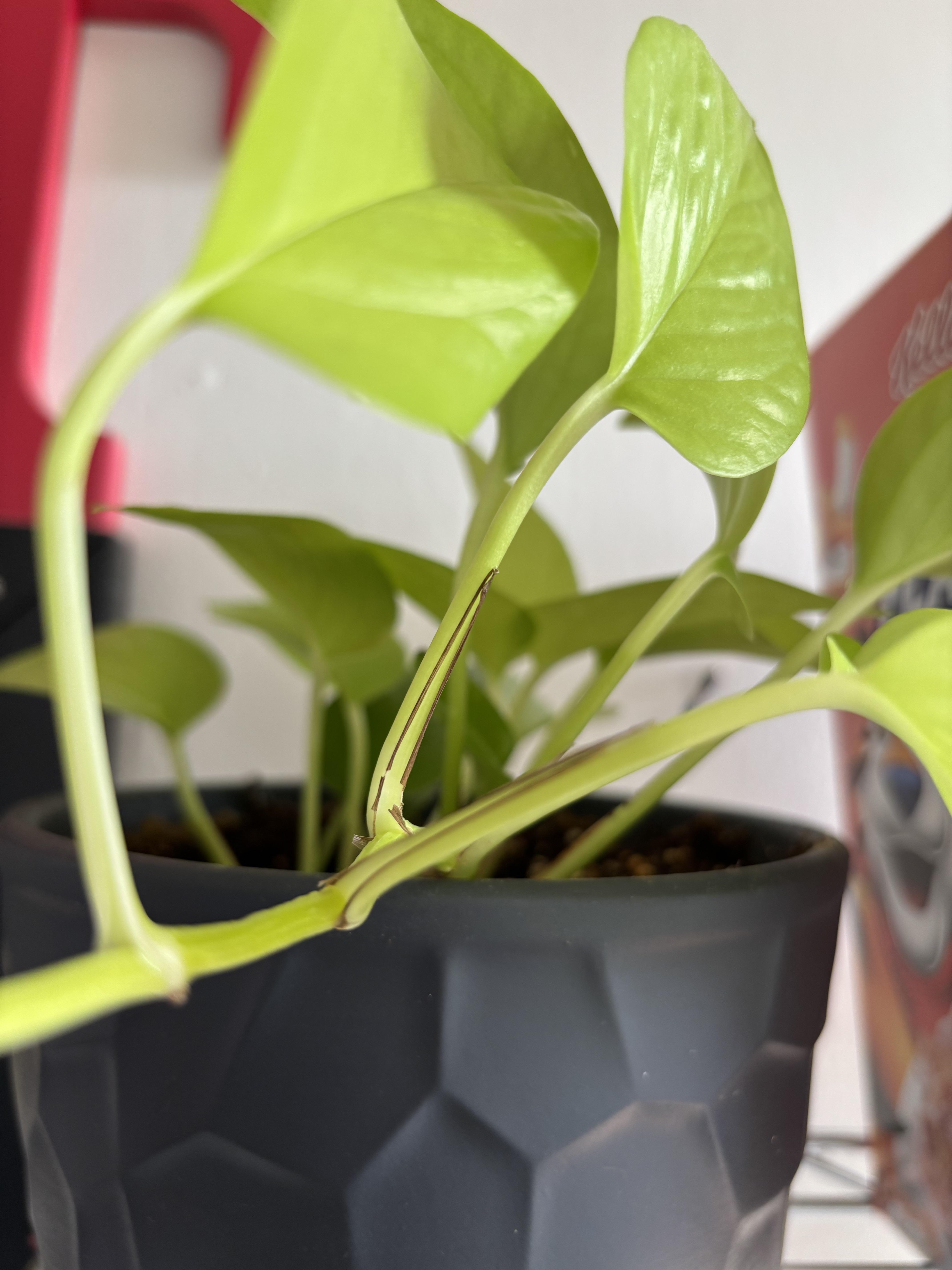 Pothos Plant Question | Scrolller