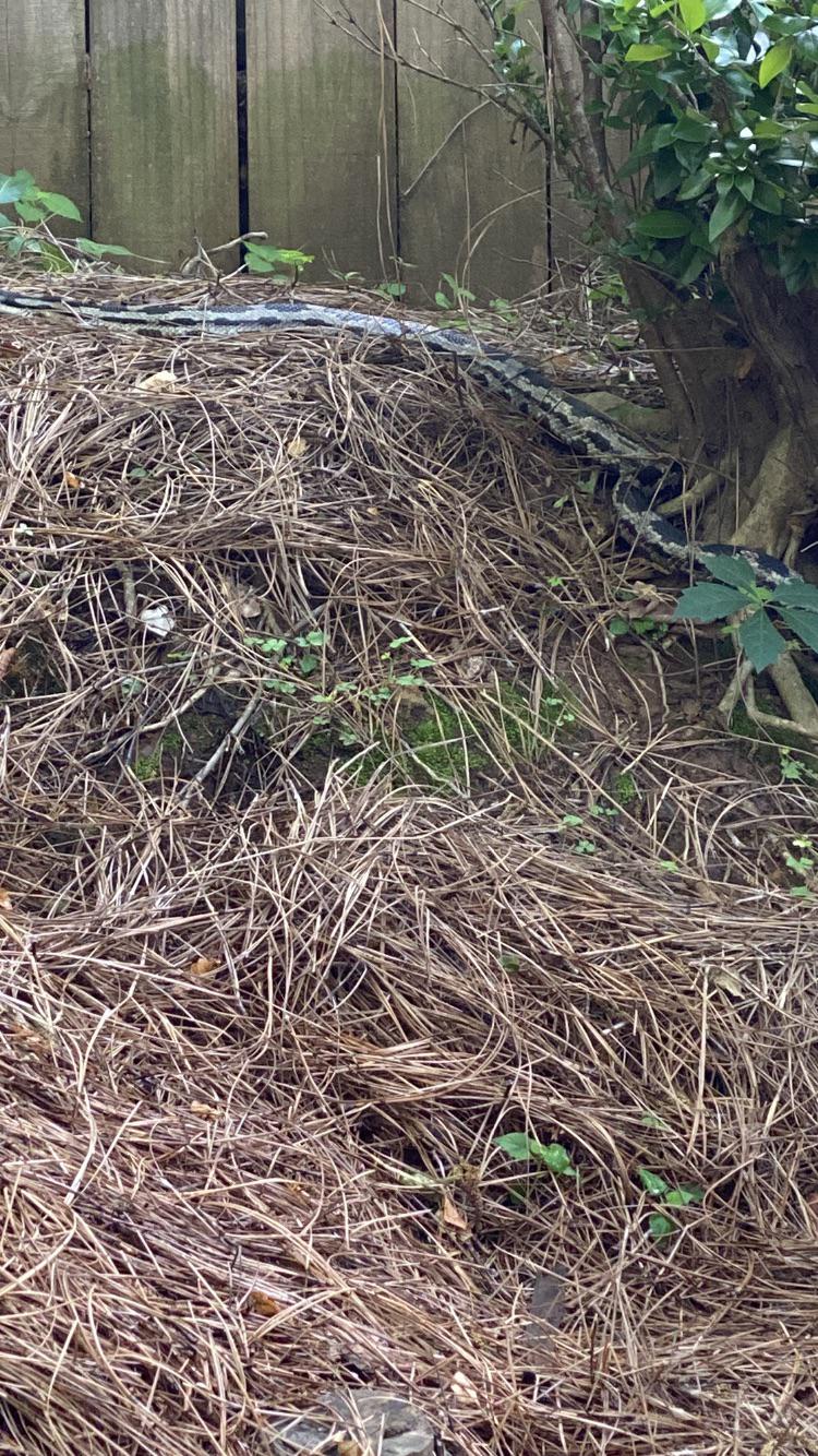 Help Identifying | Scrolller