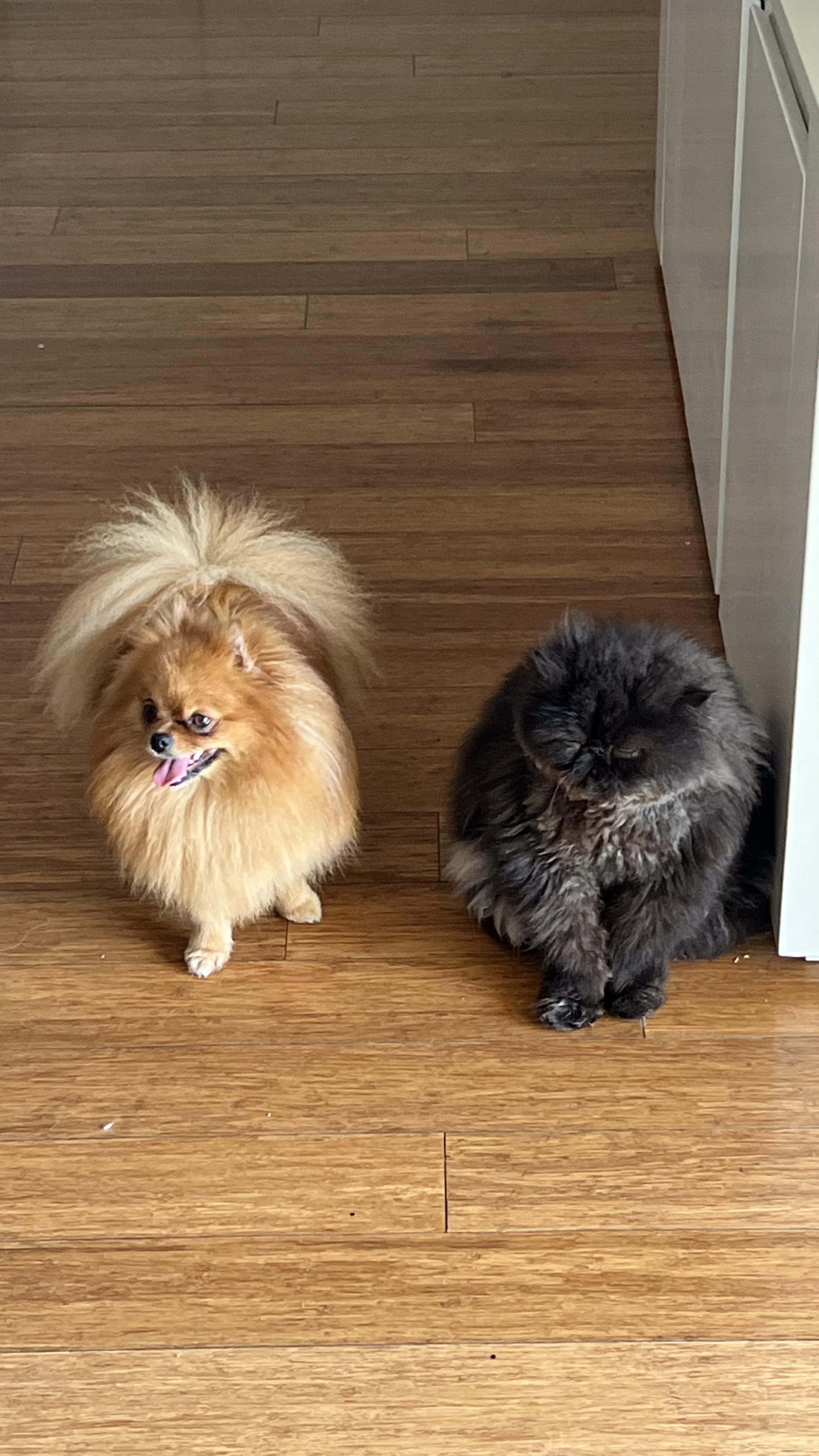 GiGi our little Pom | Scrolller