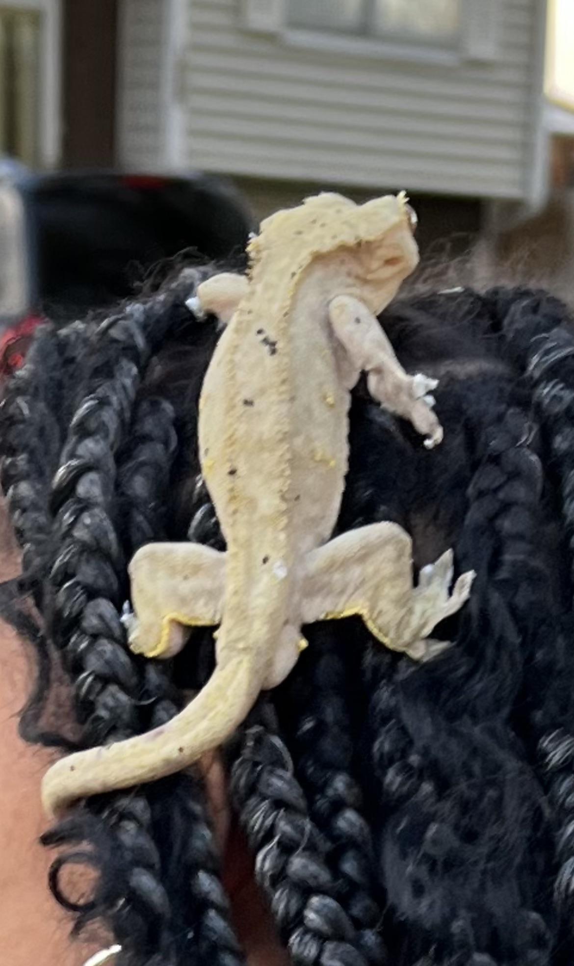 Crested Gecko Morph? Name ideas? | Scrolller