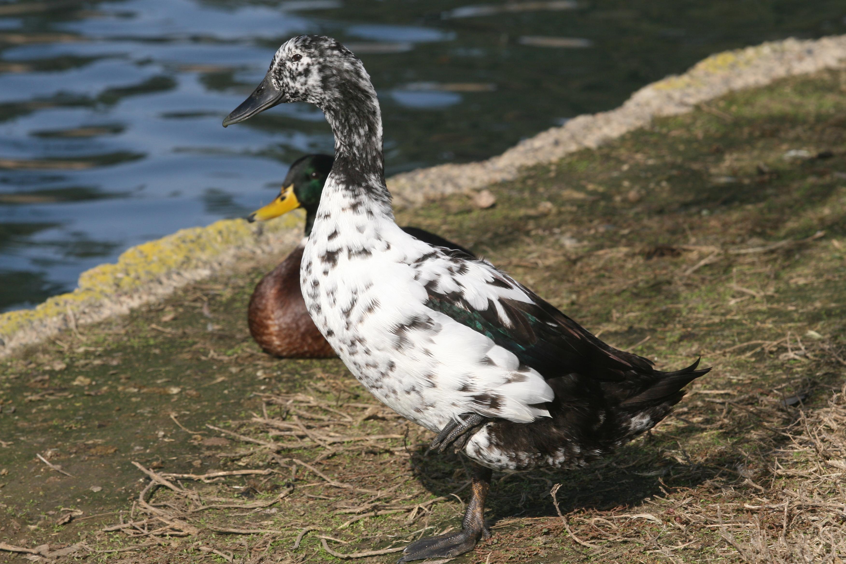 Are these all domestic mallards? | Scrolller