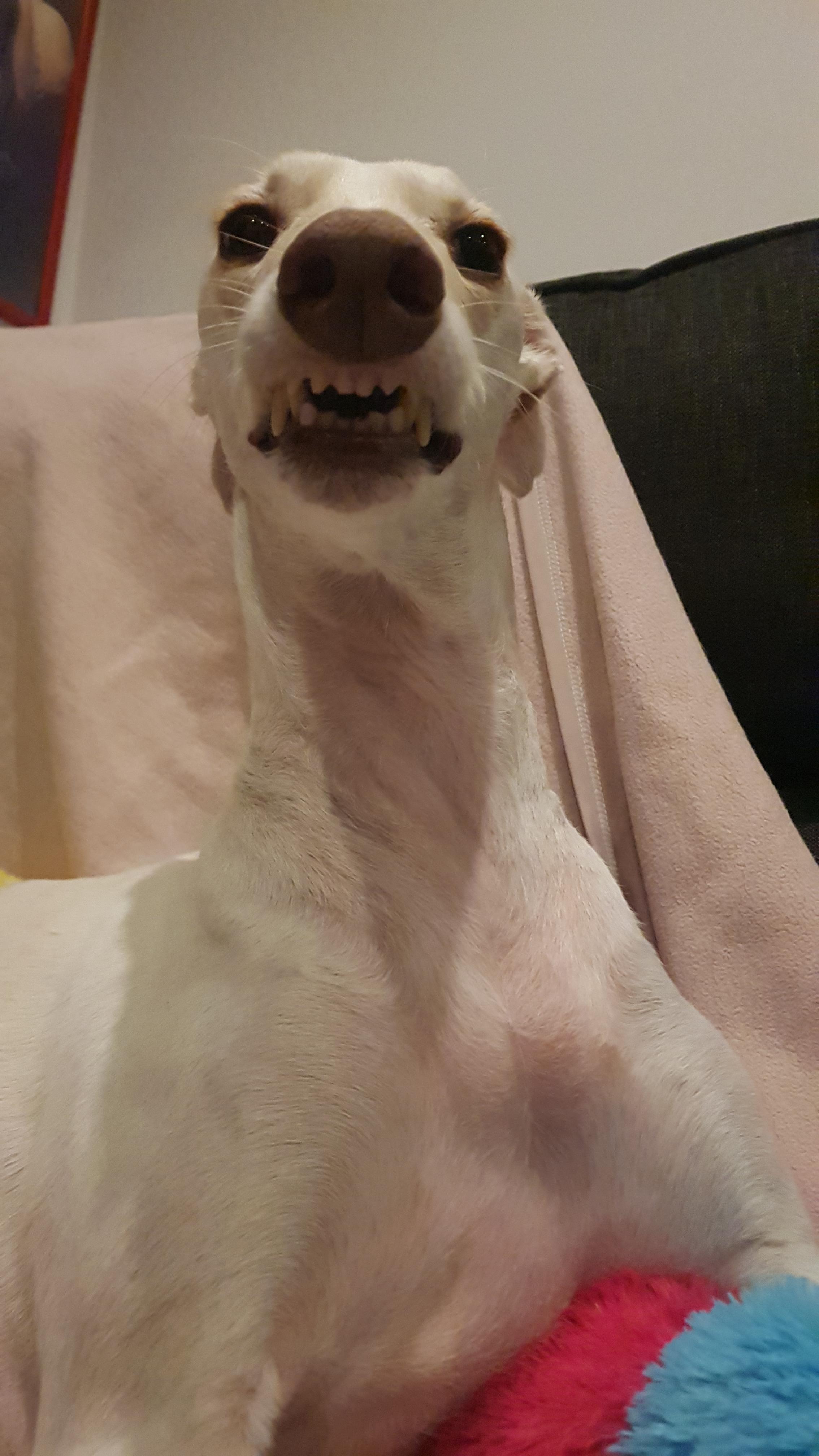 Snowy looking her best now the sun is out | Scrolller