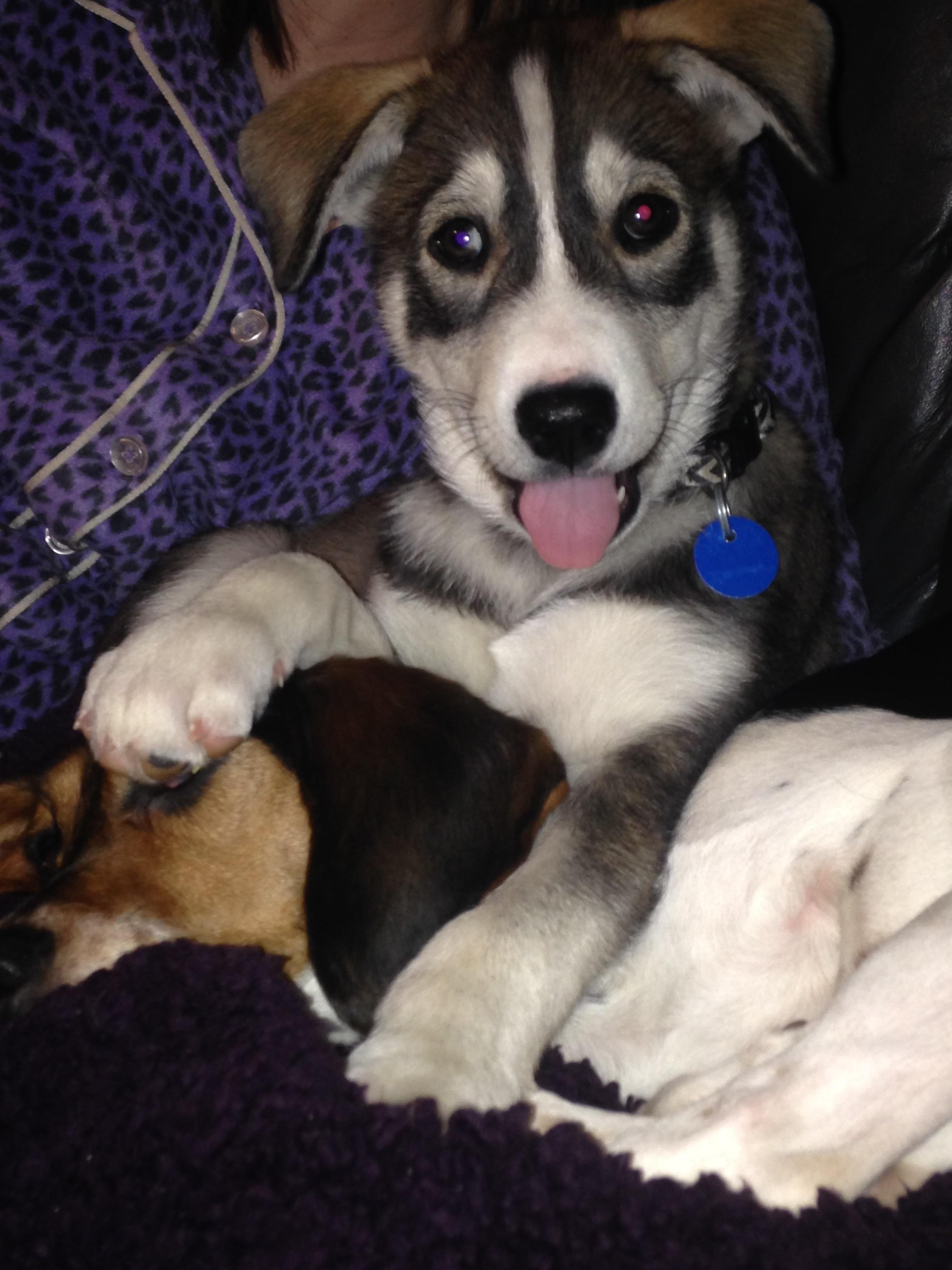 Pupper boundary issues | Scrolller