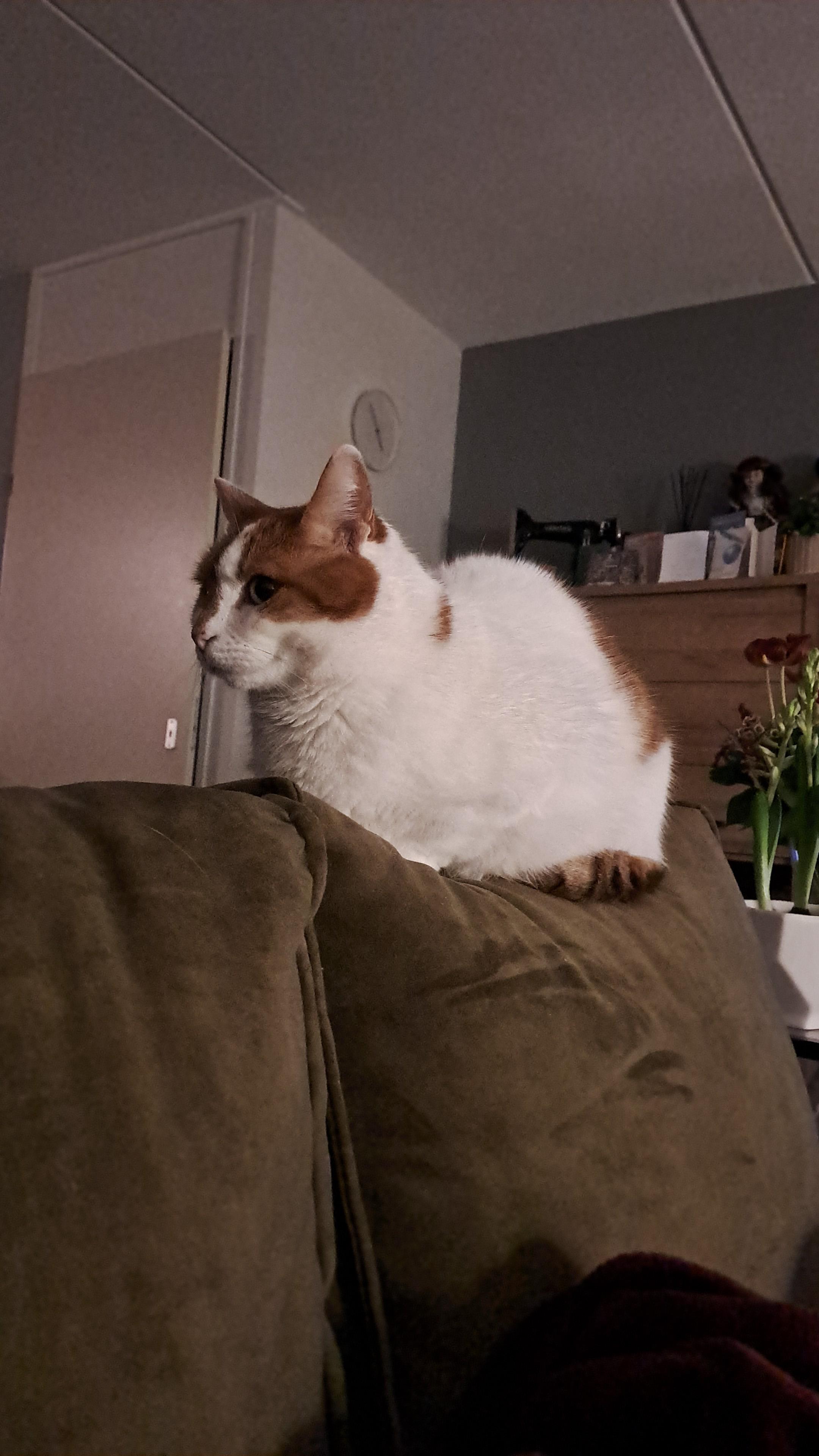 Obi loaf | Scrolller