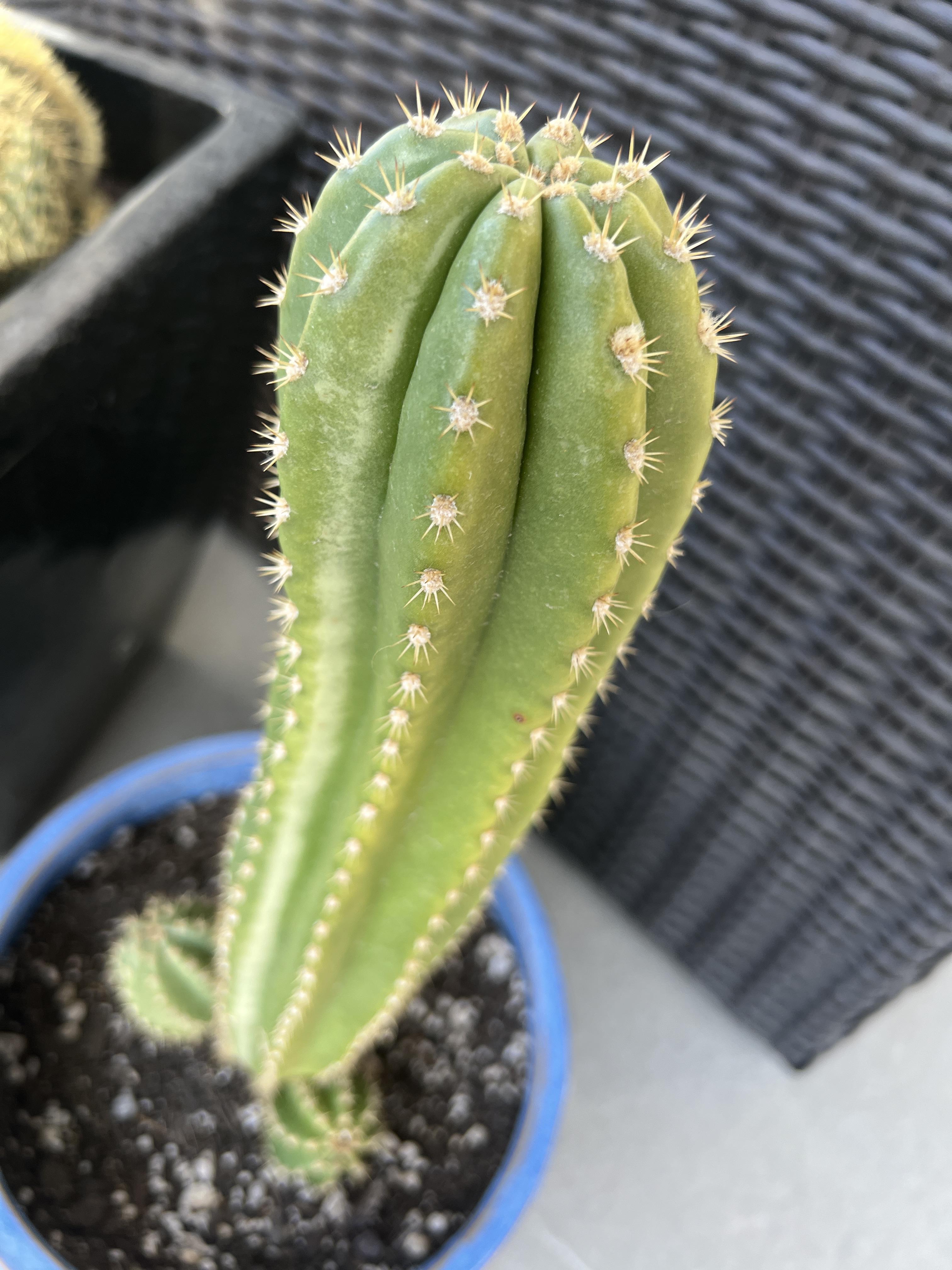 Help! Anyone know what’s going on with my cactus? | Scrolller