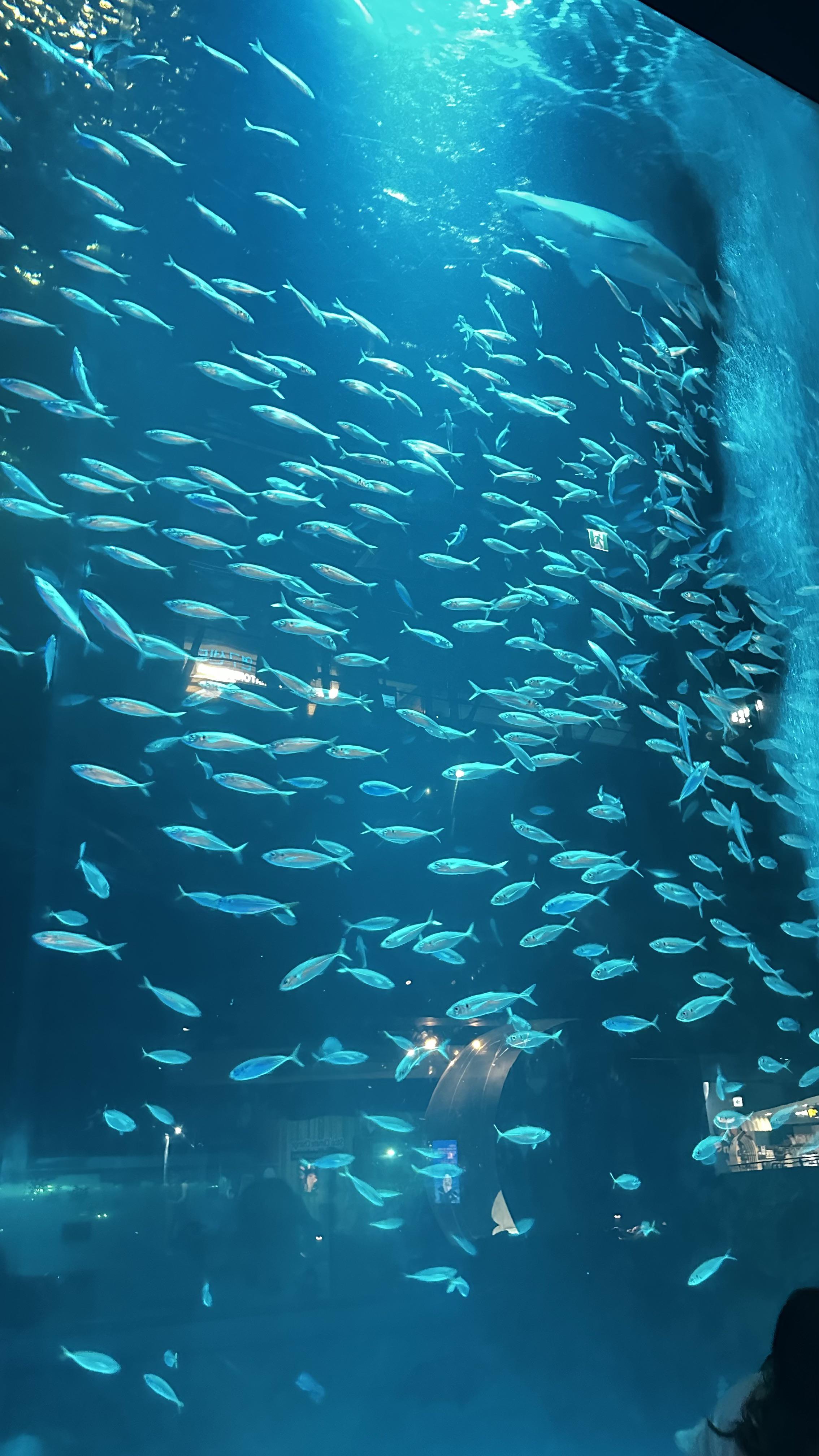 ocean life | Scrolller