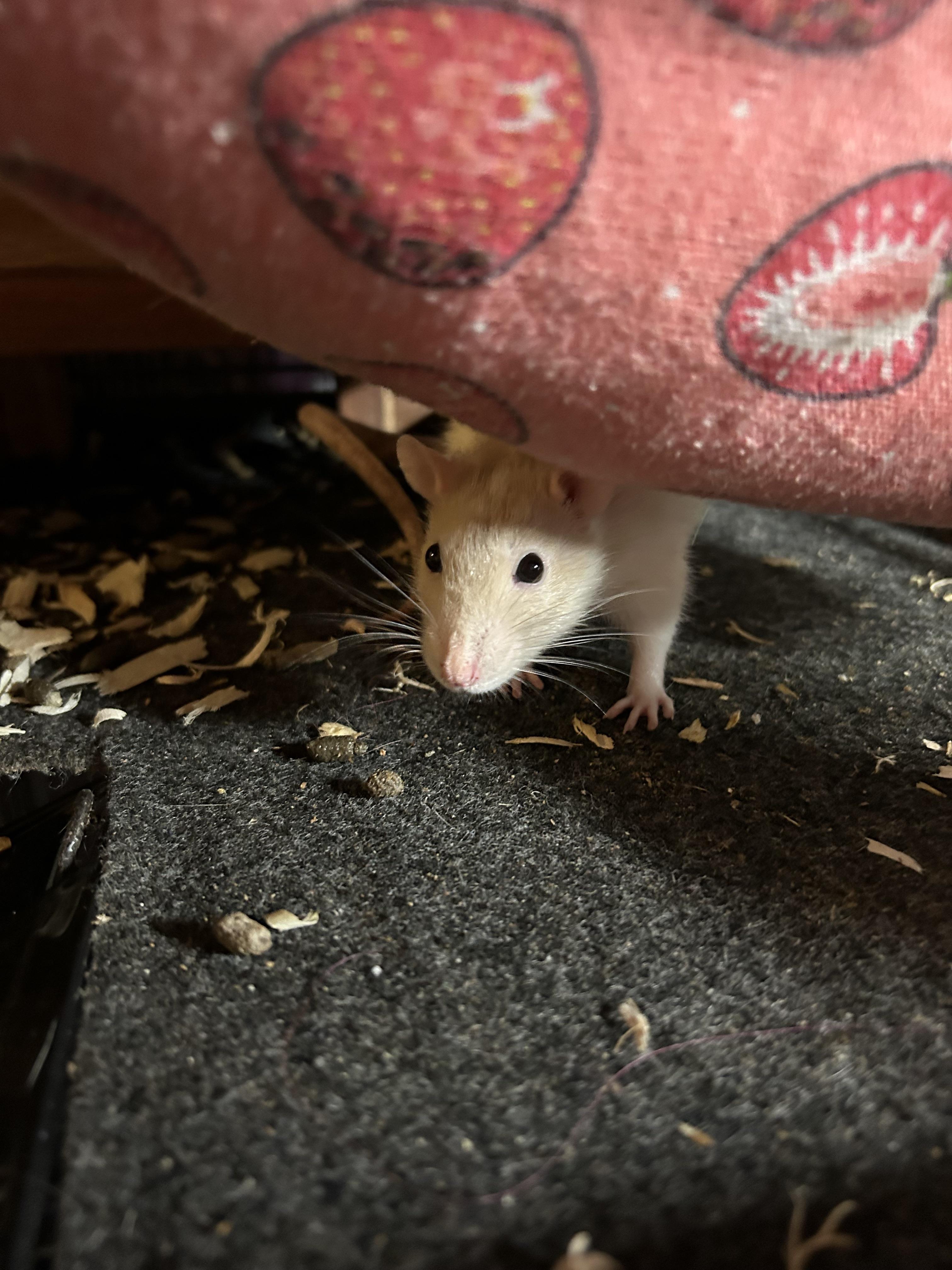 Roast This Demon | Scrolller