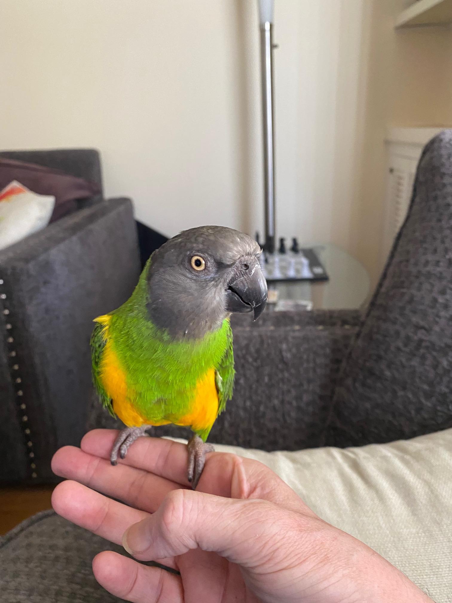 Jump scare bird | Scrolller