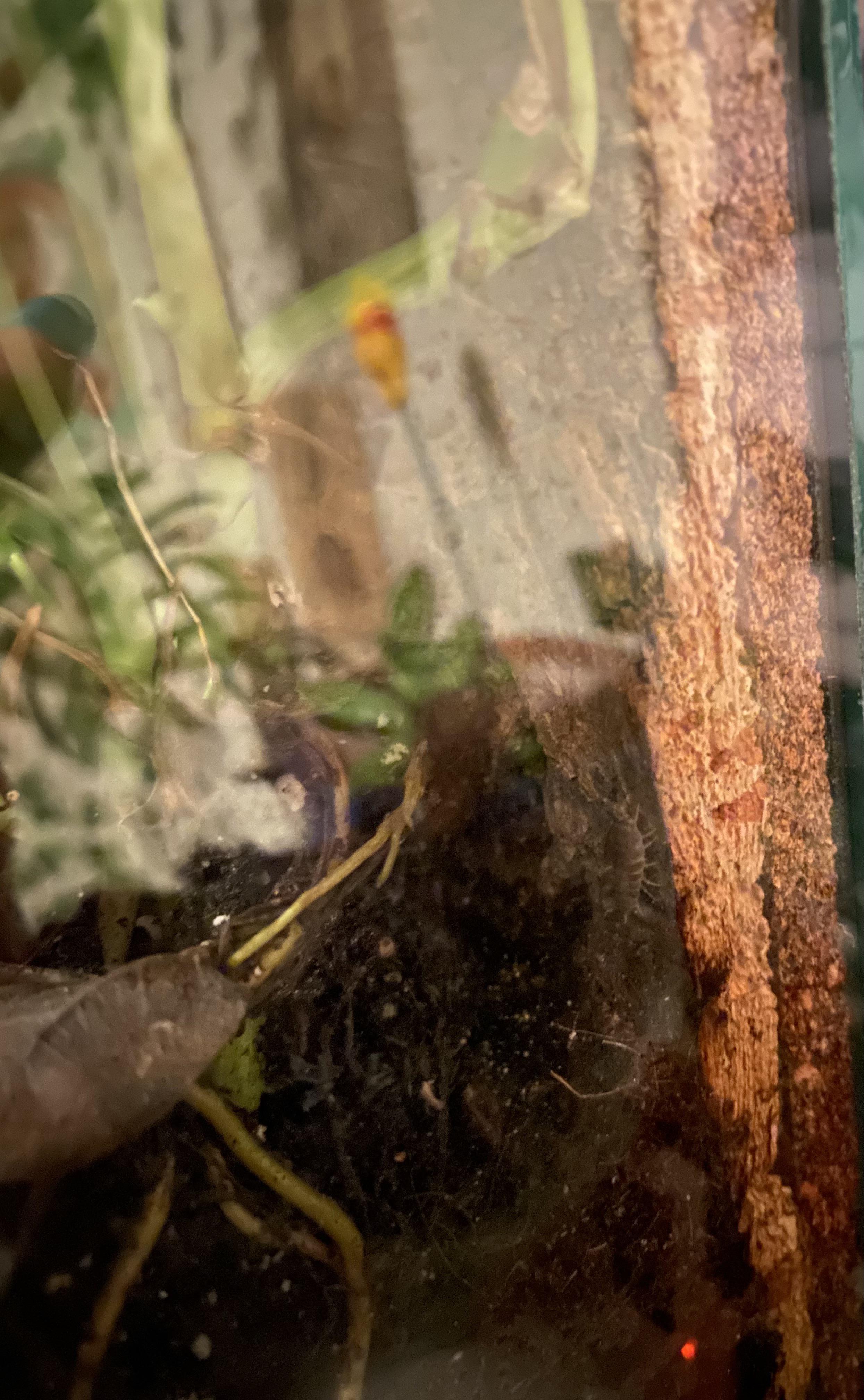 Trying a bioactive setup for a gold dust day gecko, how did I do? | Scrolller