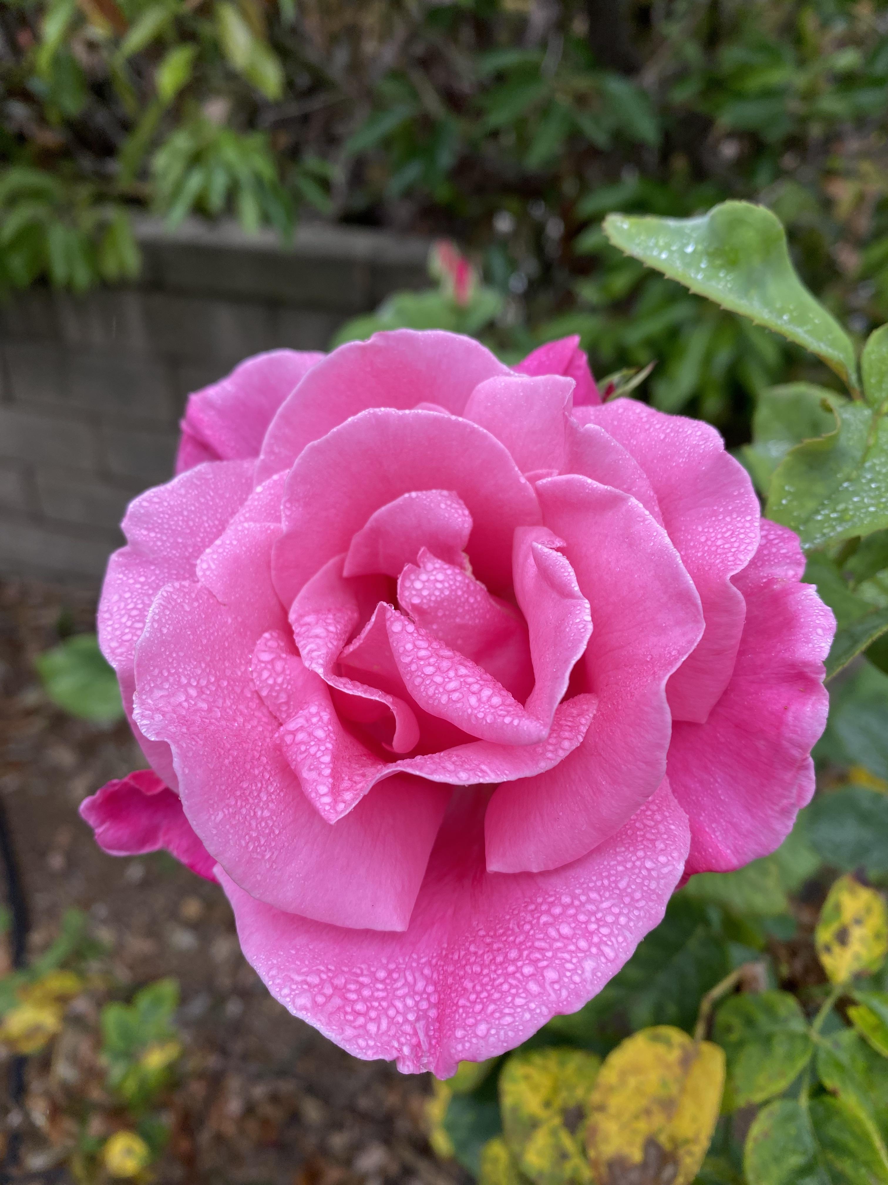 Roses Kissed By Mist | Scrolller