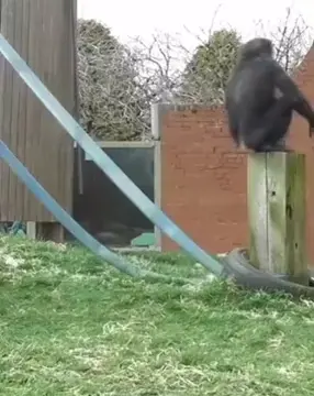 OH NO THEY’RE EVOLVING | Scrolller