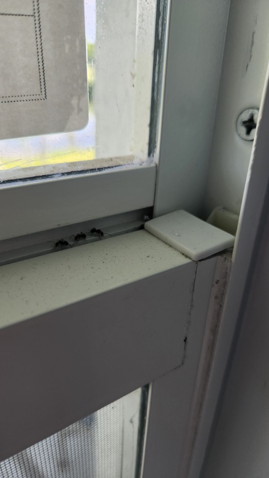 New Window Ant Issue | Scrolller