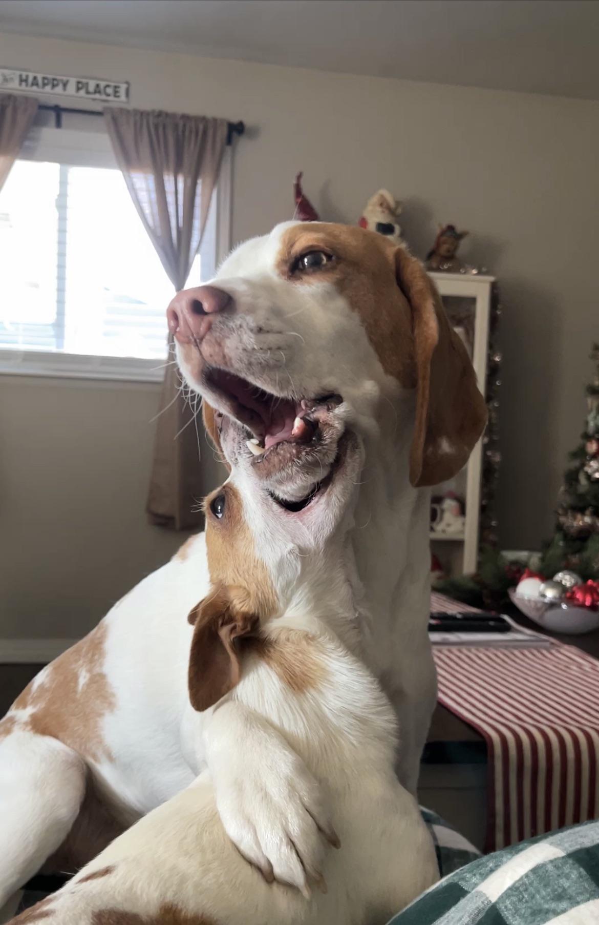 Discover more like Beagle: My beagle will play with dogs of all sizes ...