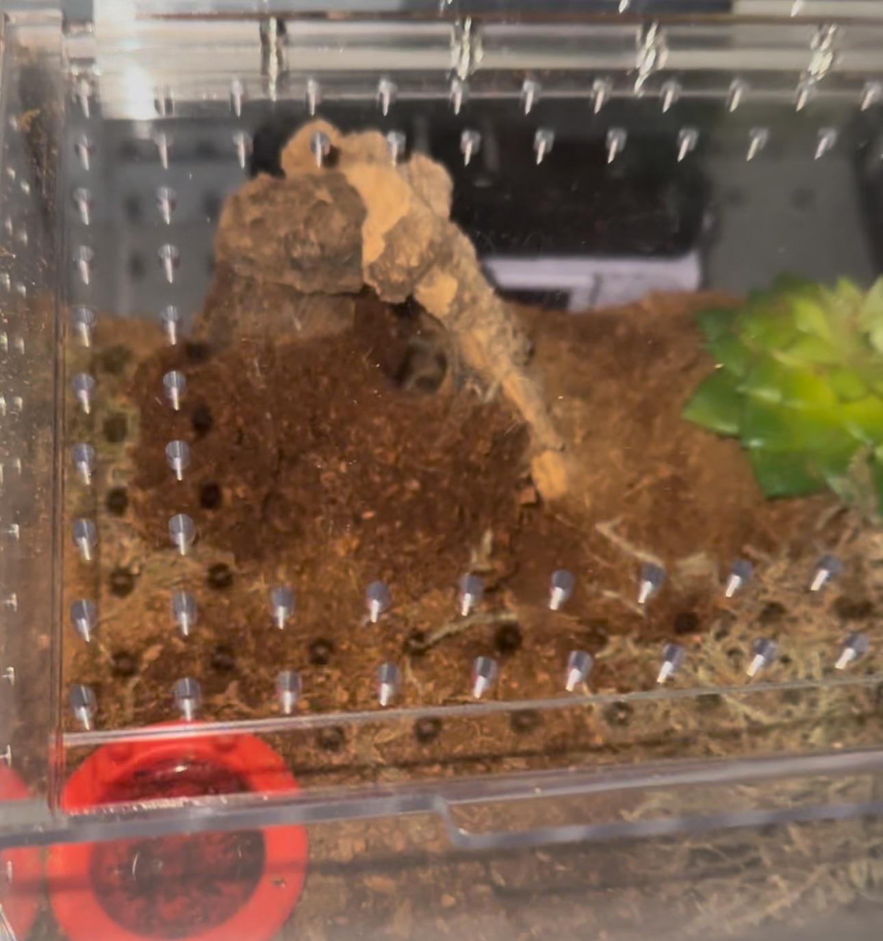 Free enclosure upgrade | Scrolller