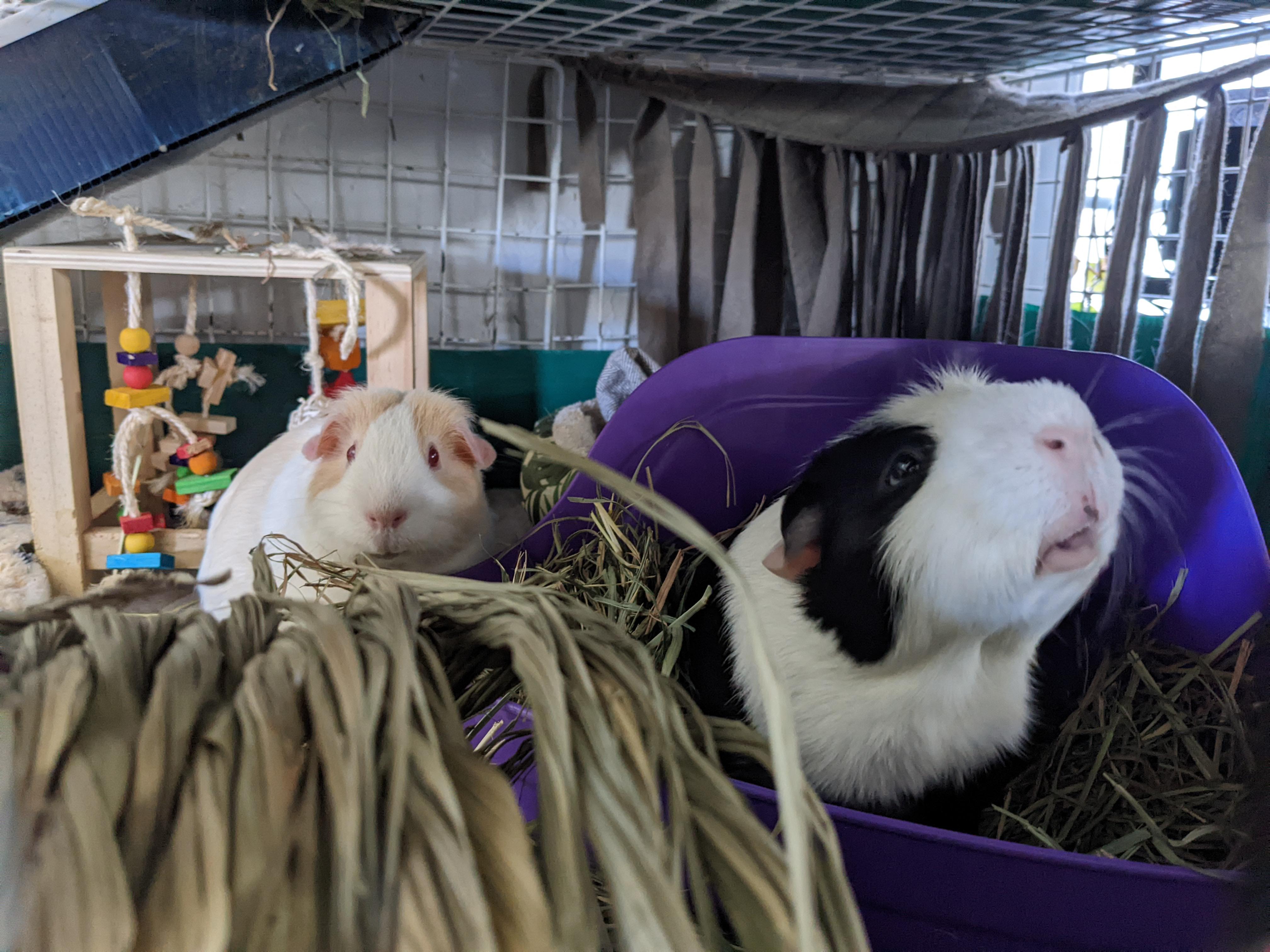 Litterbox Recommendations | Scrolller