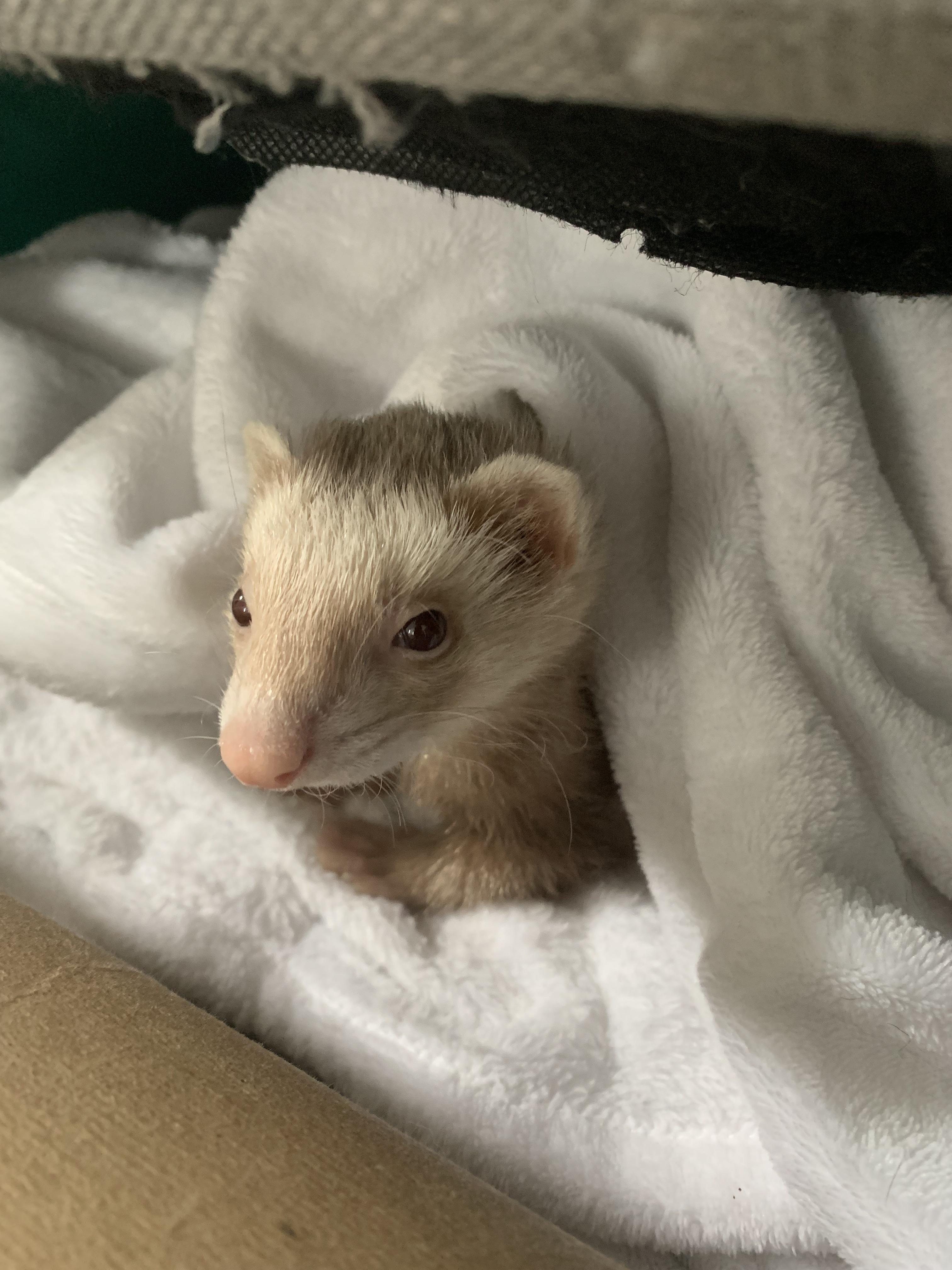 Happy 4th birthday to Casper and Chloe! | Scrolller