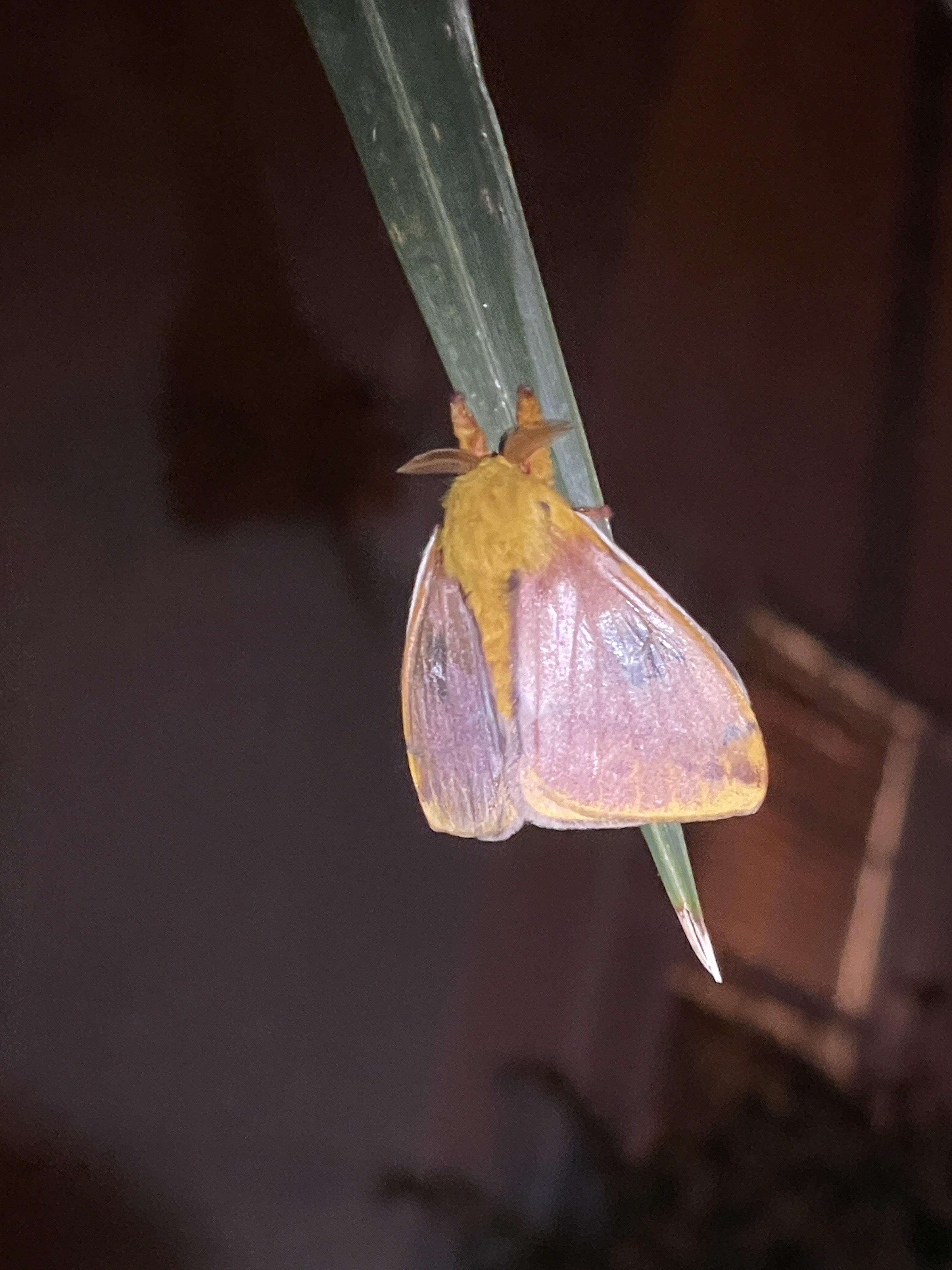 What are these two moths? | Scrolller